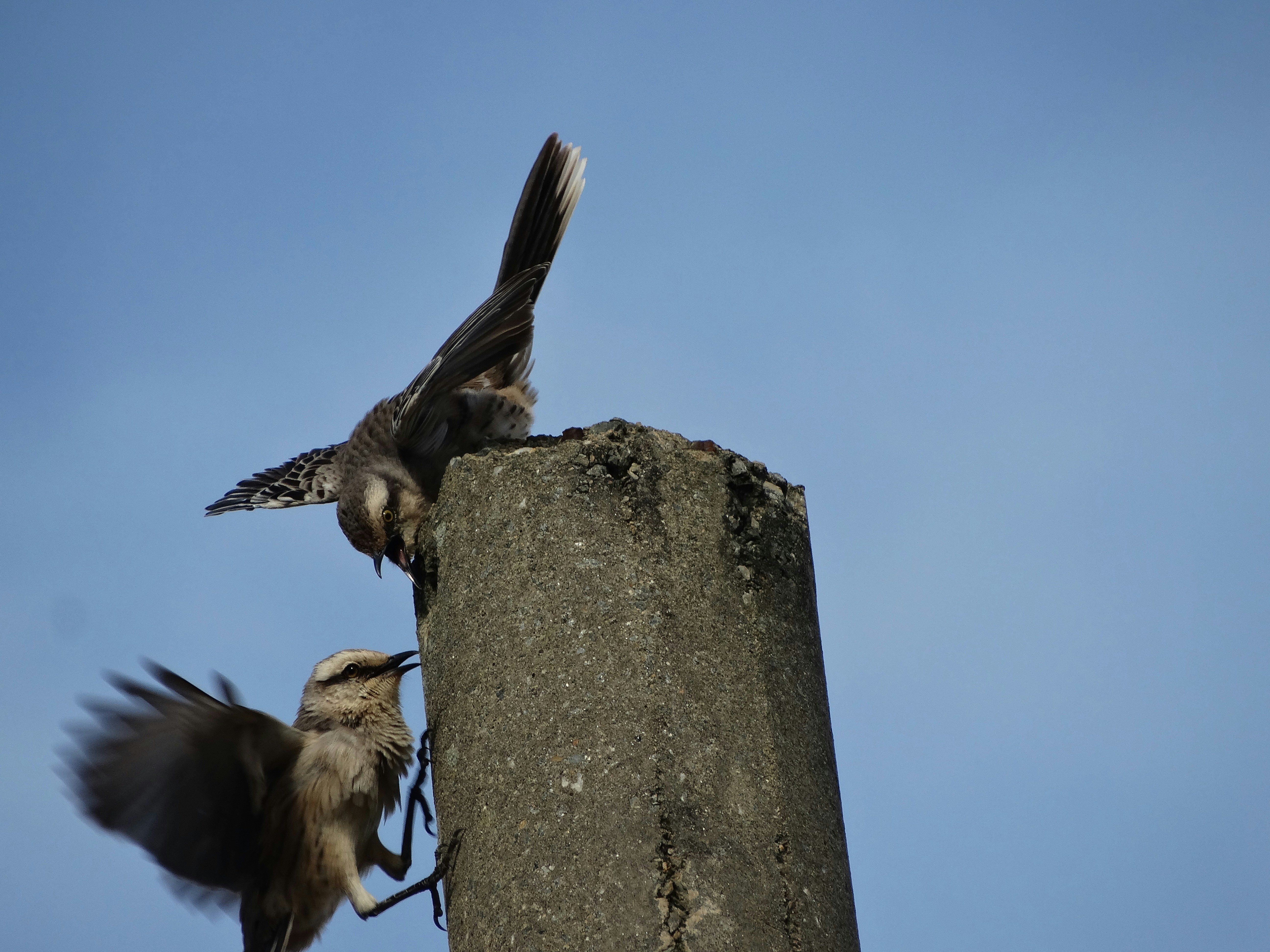 Pole-Top Encounter: Sparrows on a Weathered Concrete Column Under a Clear Sky