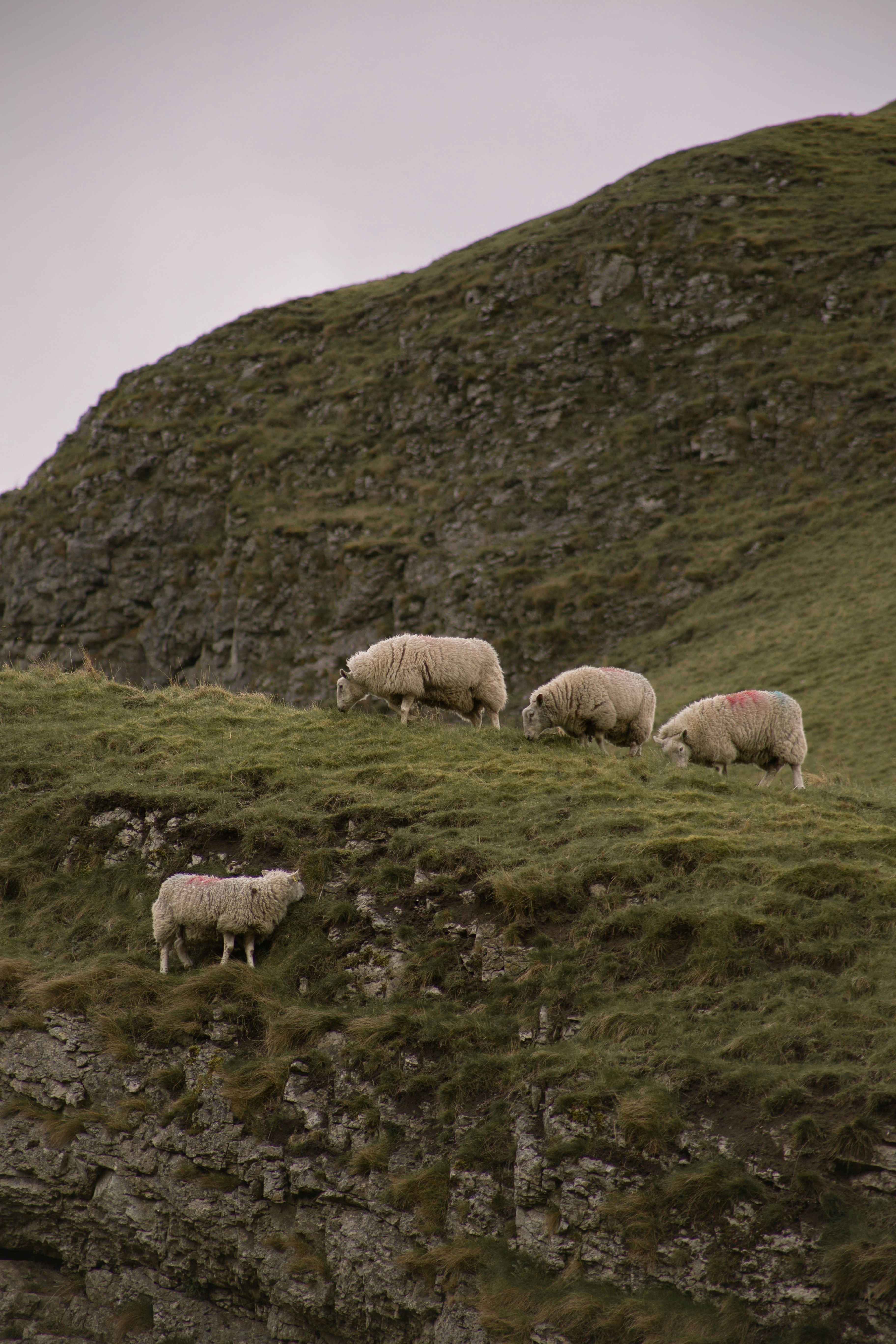 Ridge of Wool: Sheep Tracing a Windswept Slope
