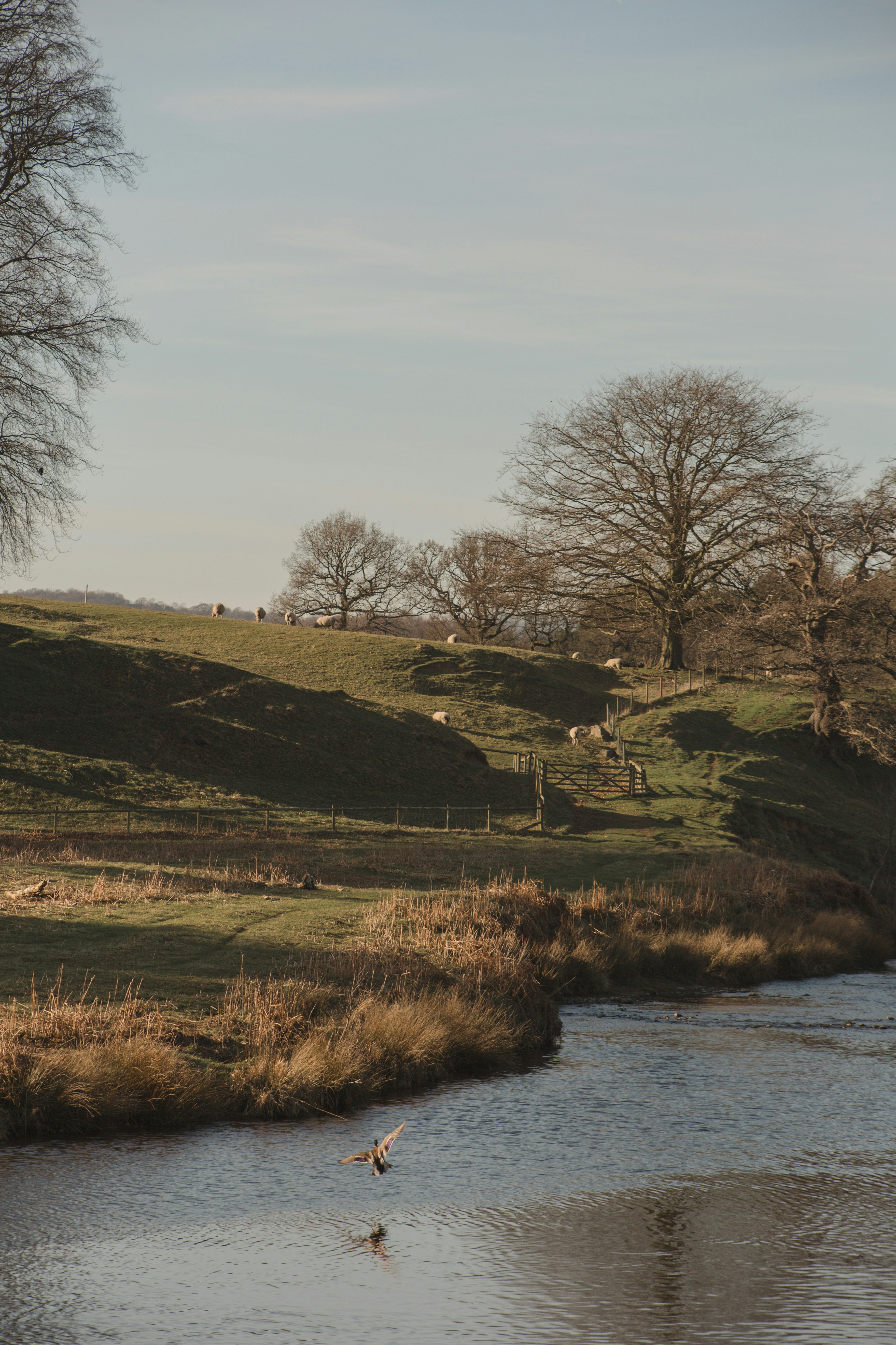Sunlit Riverbend: Grazing Hills and a Soaring Gull