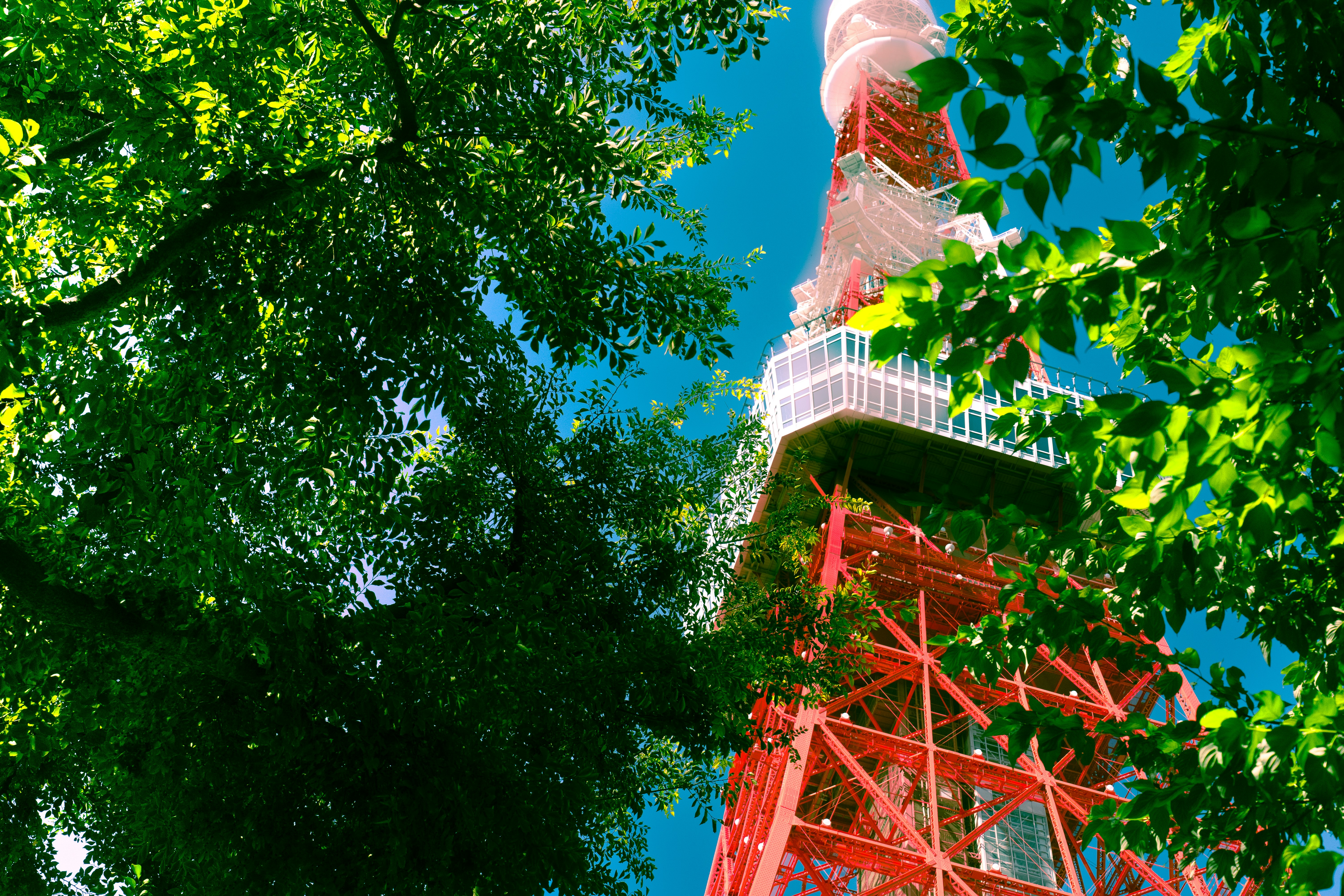 Tokyo tower peeks through lush, green trees. photo – Free Wallpaper ...