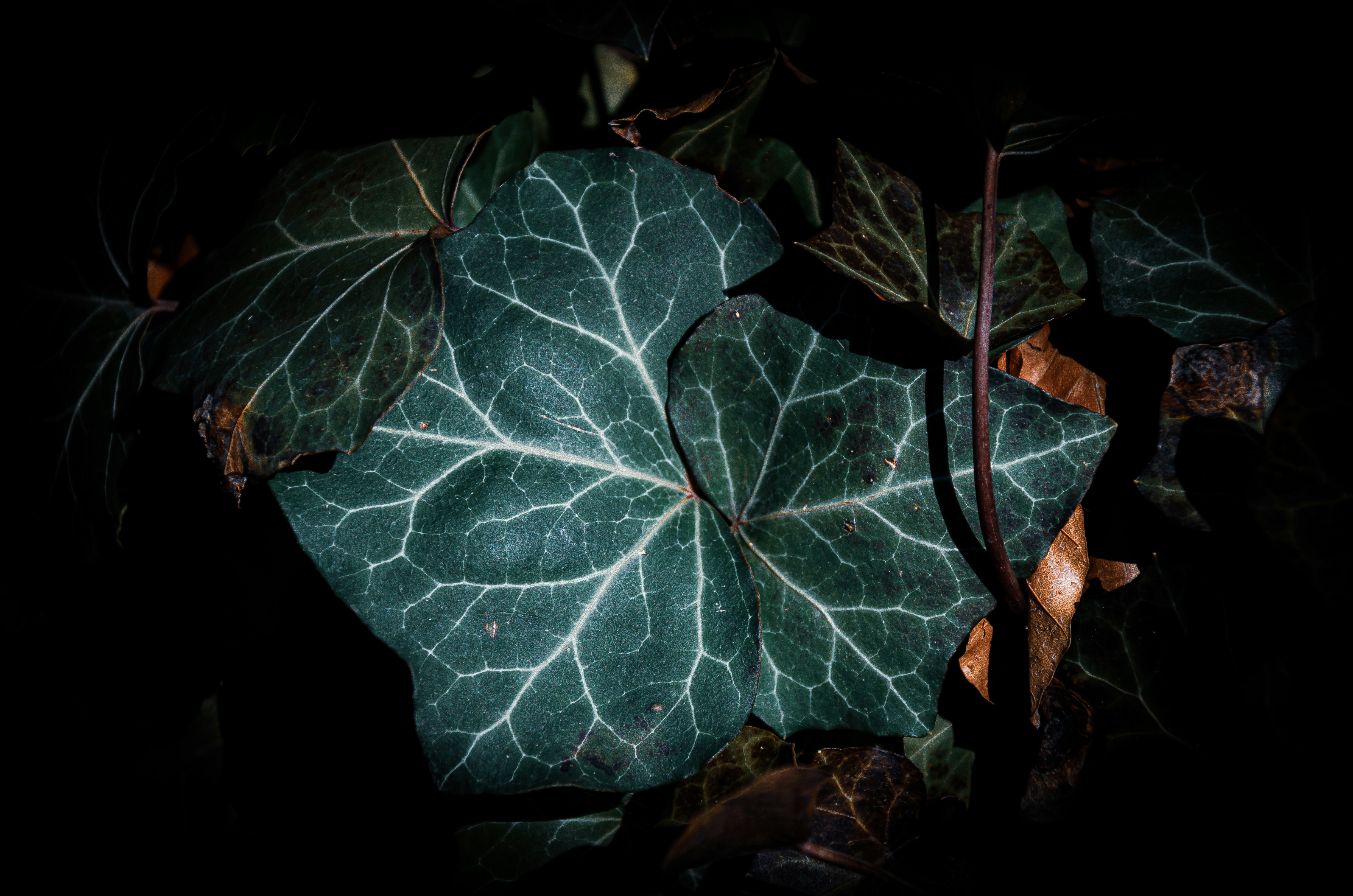 Veined Leaf in Shadowed Glow