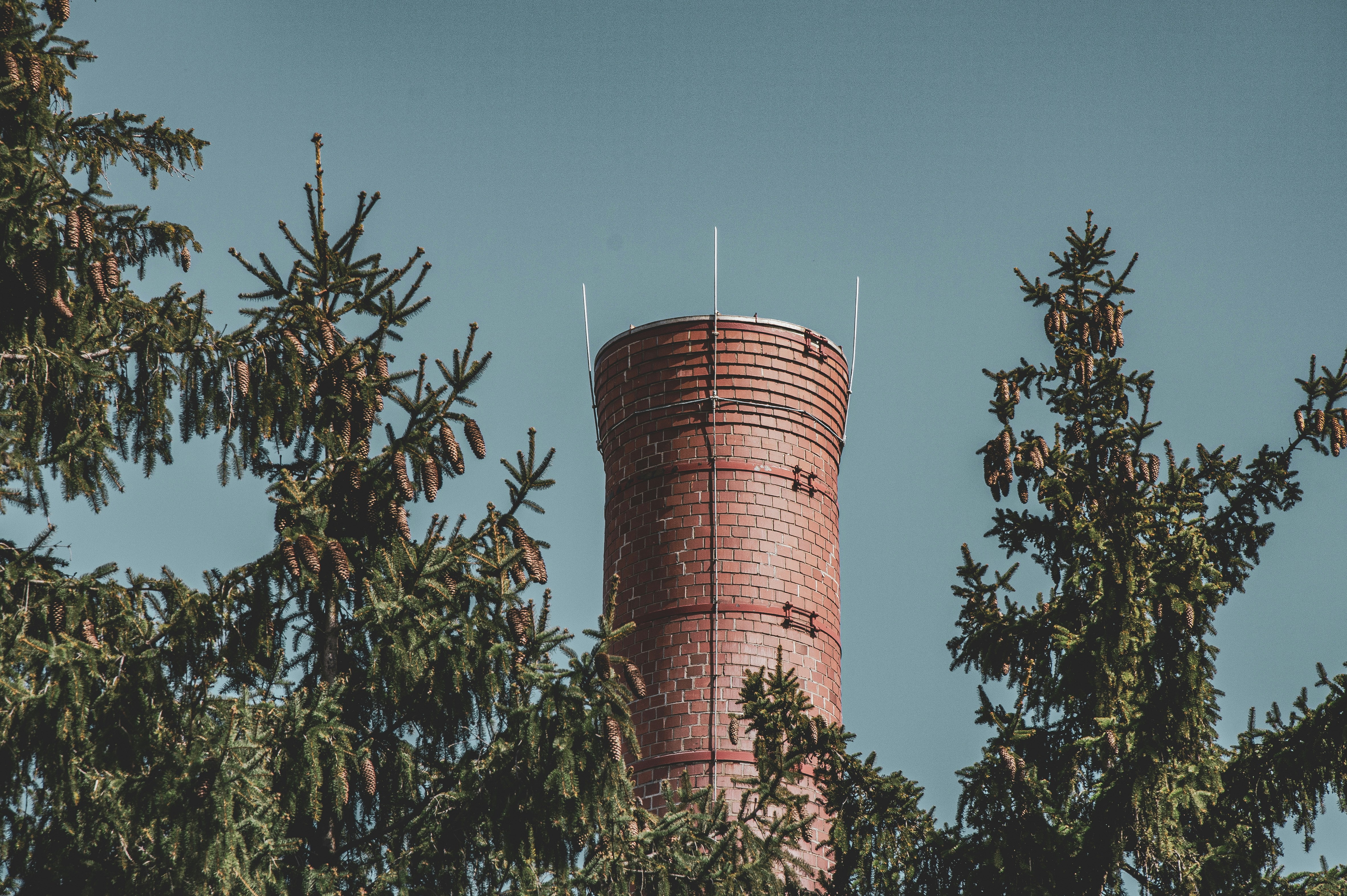 Rustic Sentinel Amidst Nature's Embrace