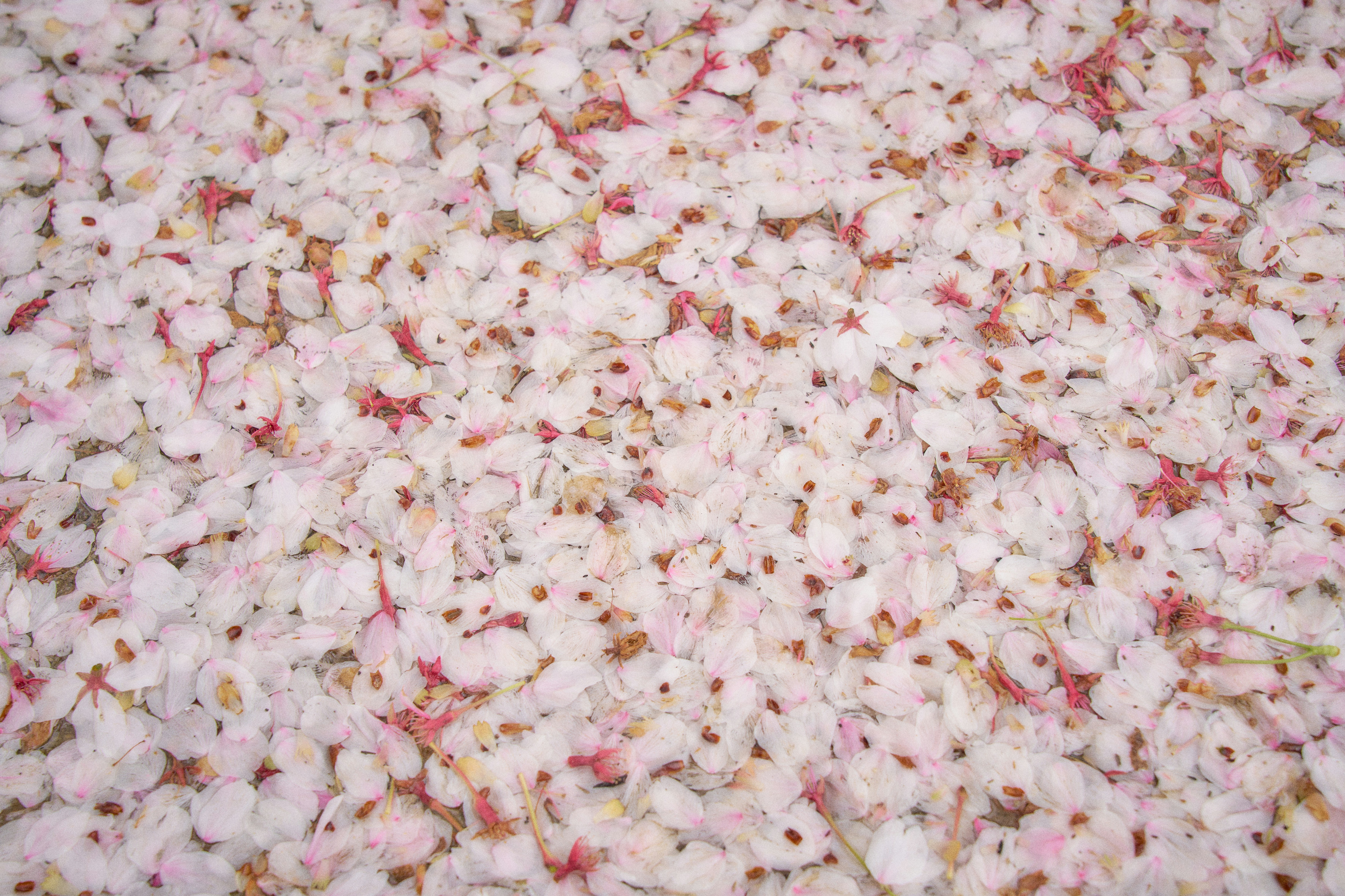 Photo by Buddy AN with Sony Alpha 7R V