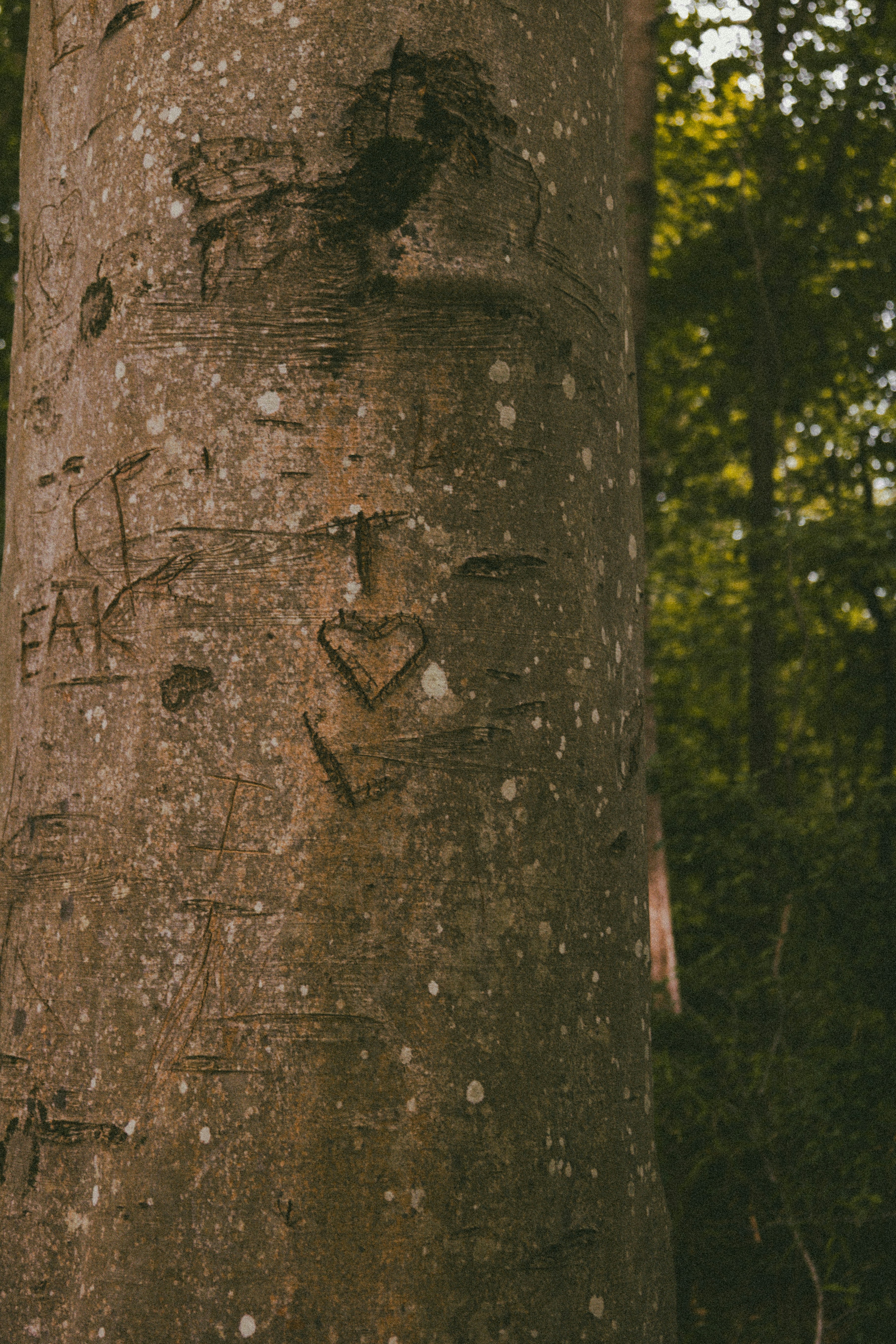 Carved Heart on a Weathered Trunk in a Sunlit Forest