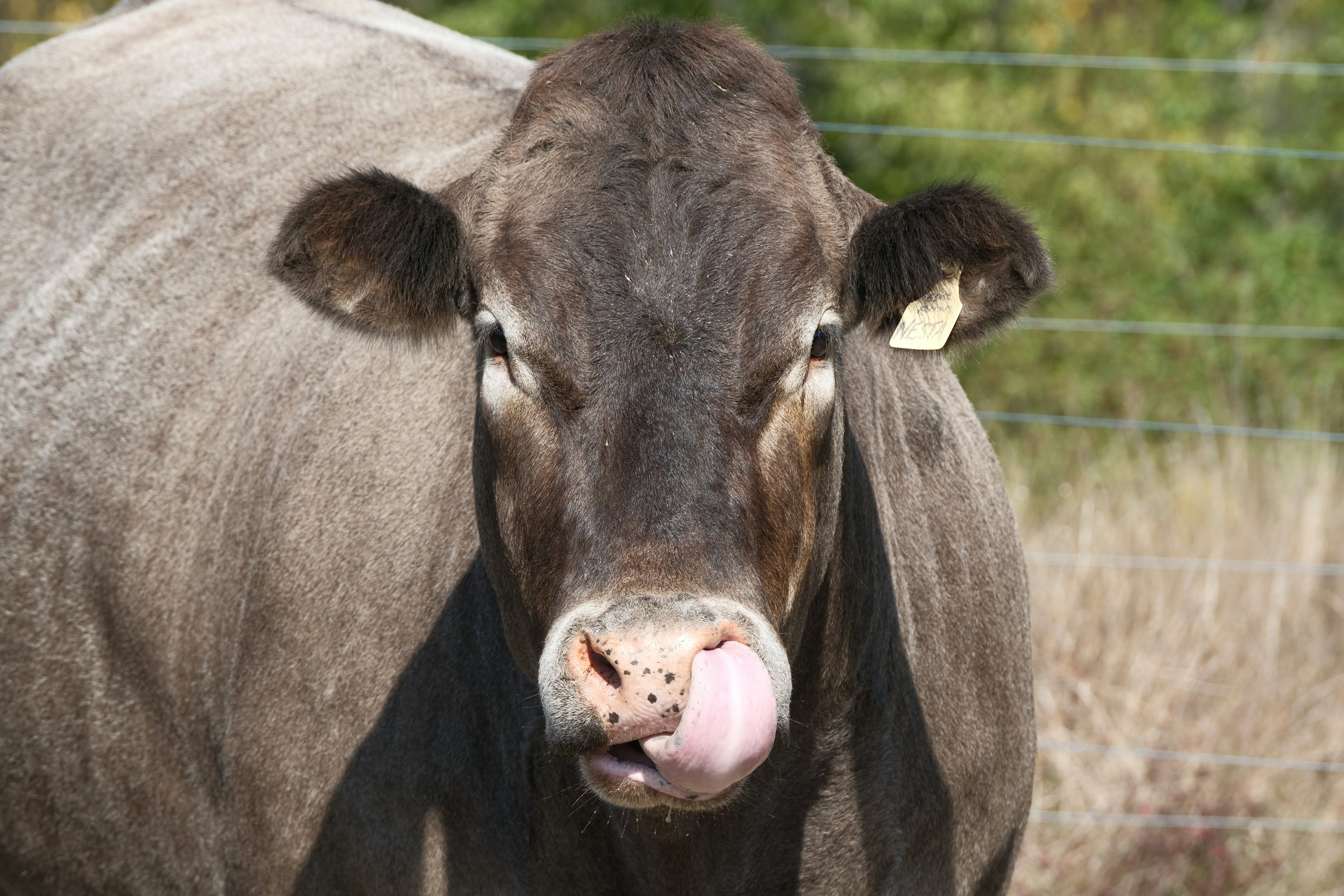 A cow licks its nose. photo – Free Animal Image on Unsplash