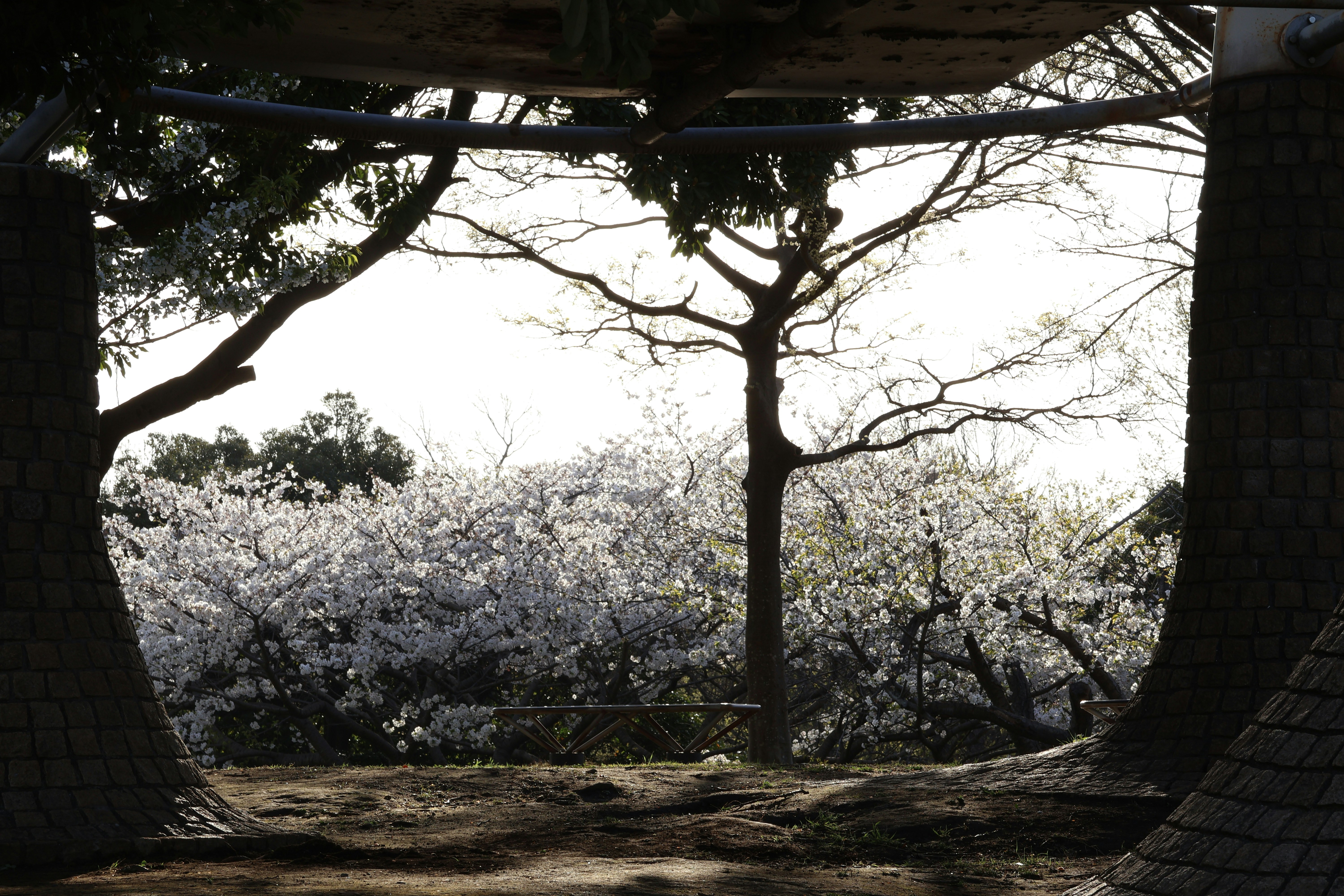 Framed Sakura Beyond the Stone Gate