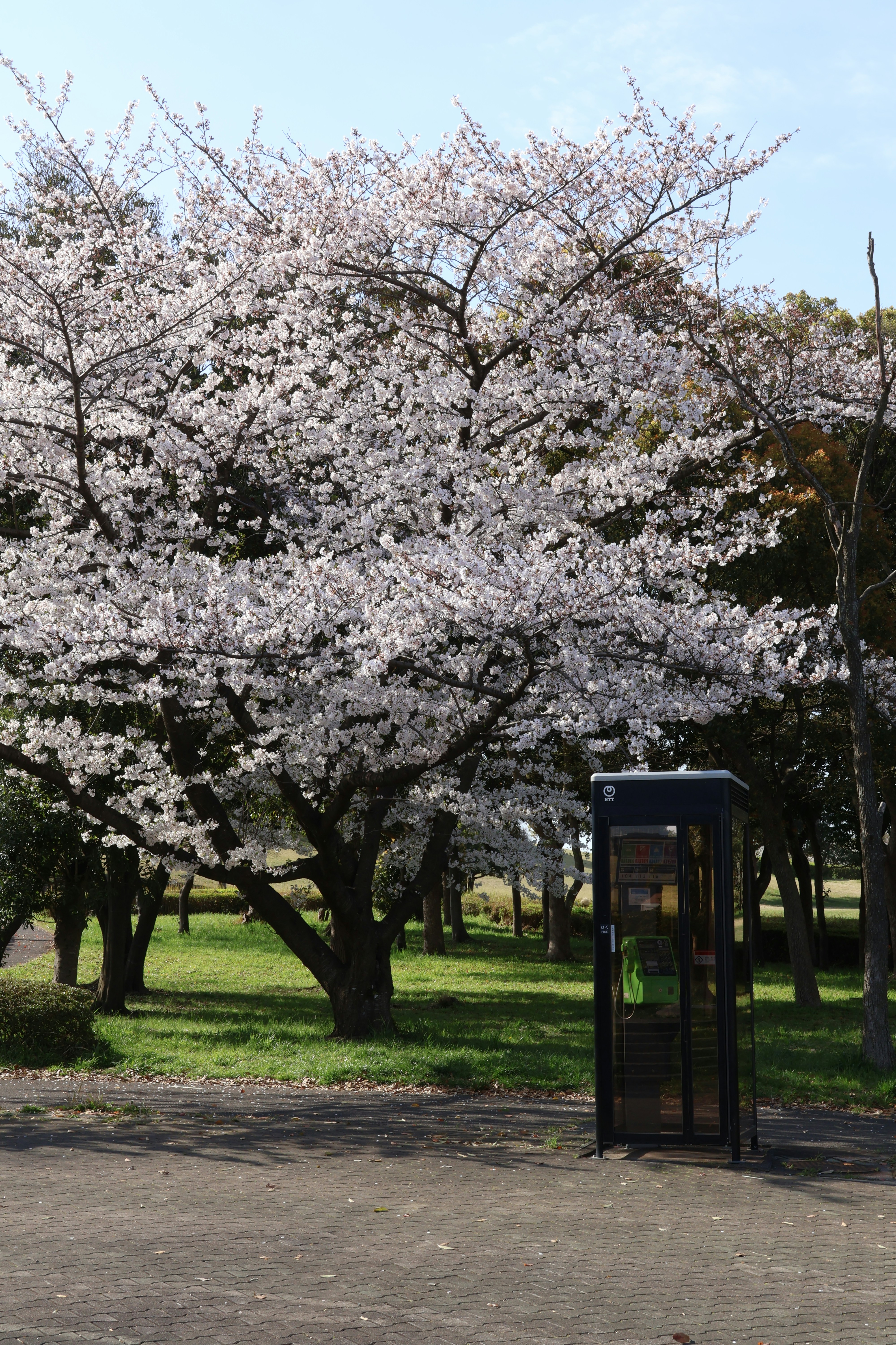 Cherry Blossom Canopy Over a Glass-Front Booth in the Park