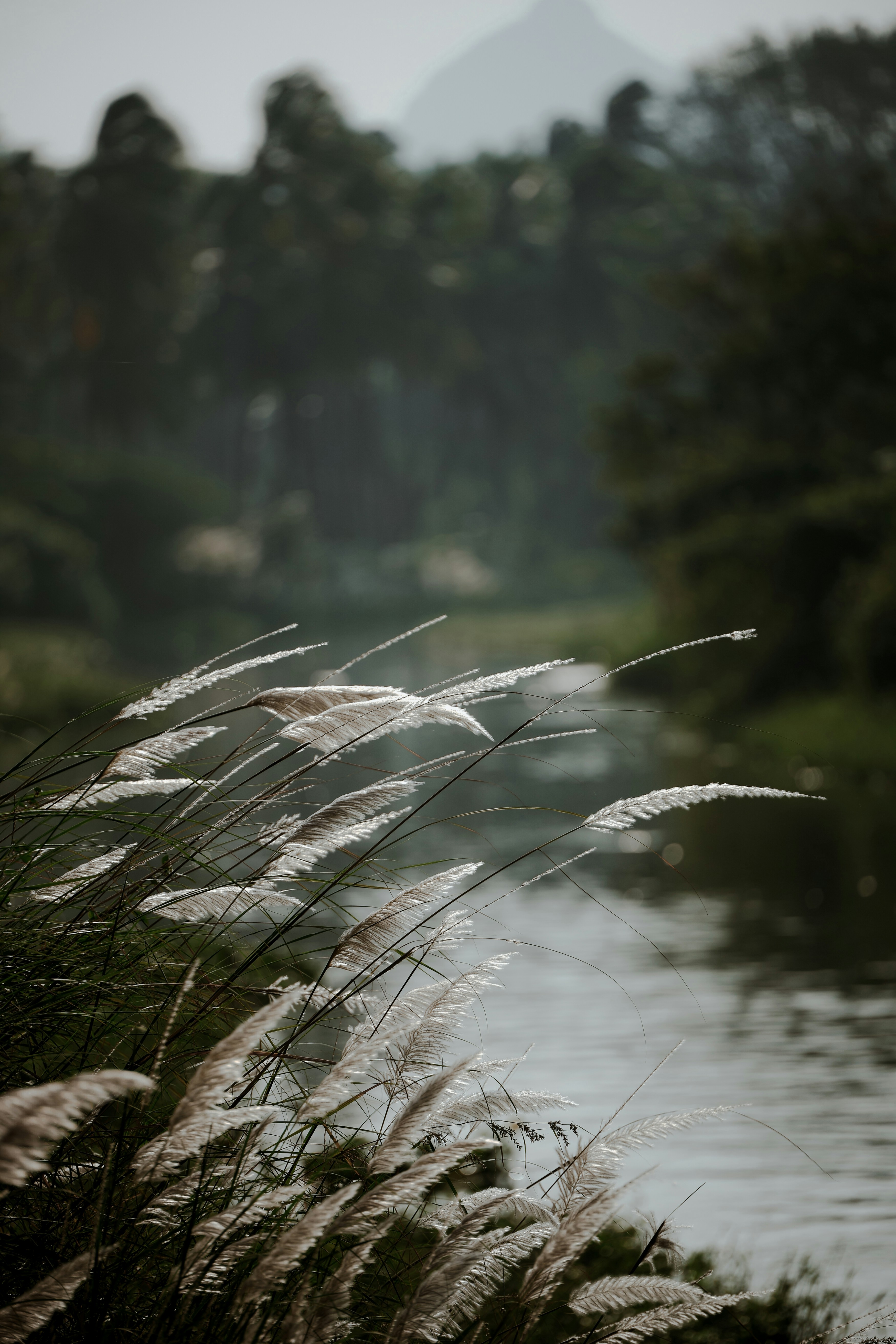 Backlit Reed Tufts by a Misty Riverside Bend