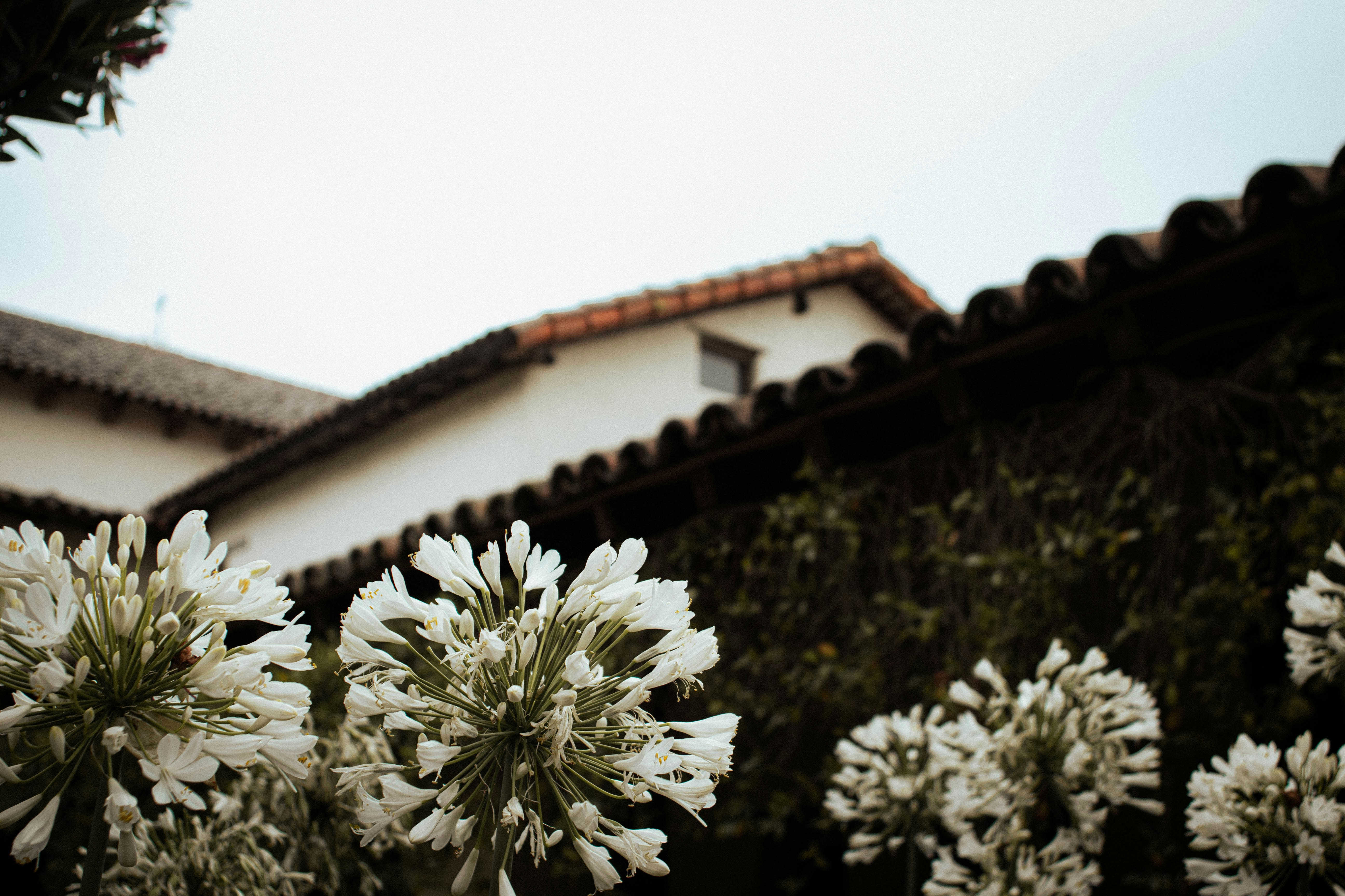 Petals in Focus, Courtyard Roofs in Soft Focus