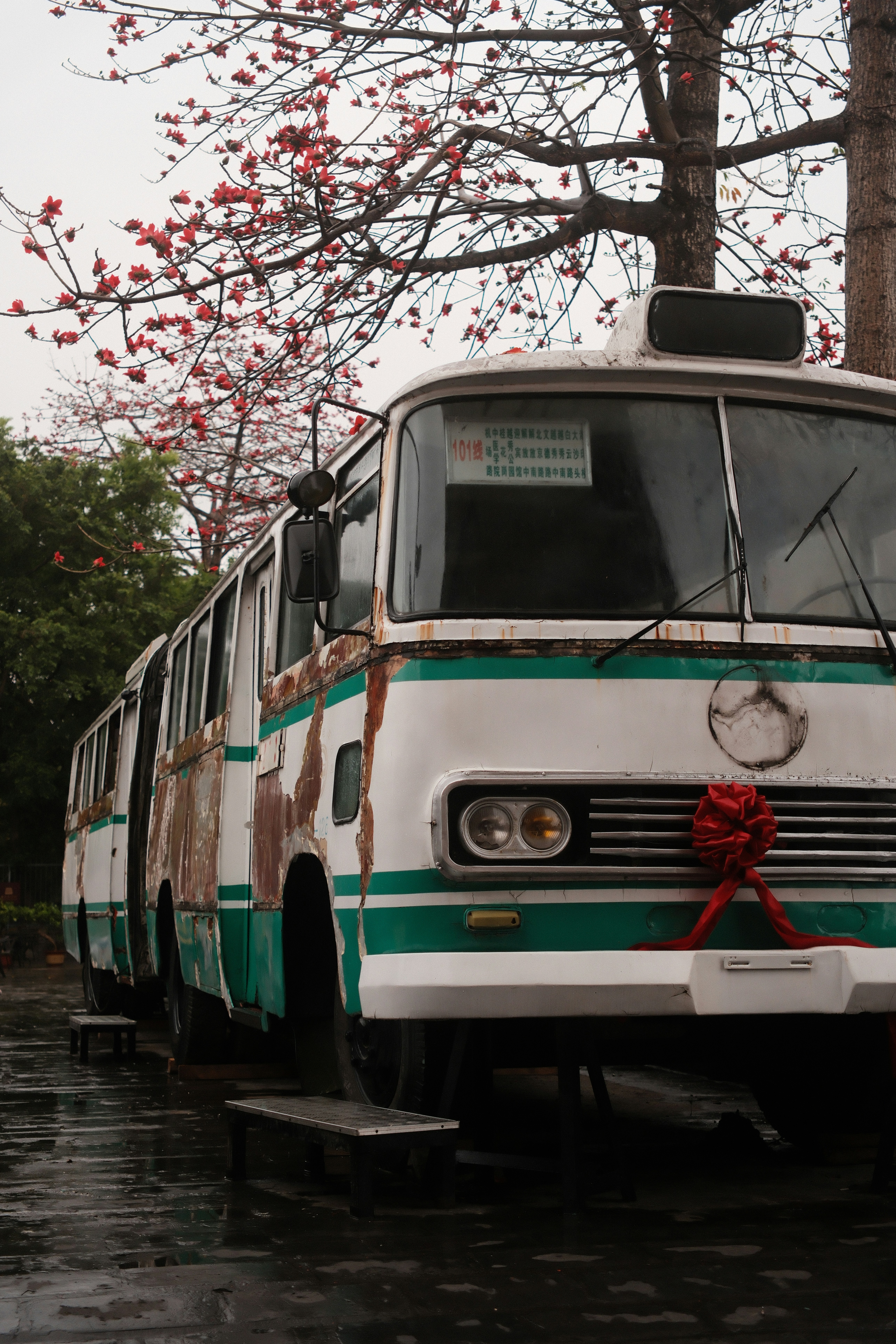 Old Bus in Bloom: A Rusting Ride Under Cherry Blossoms