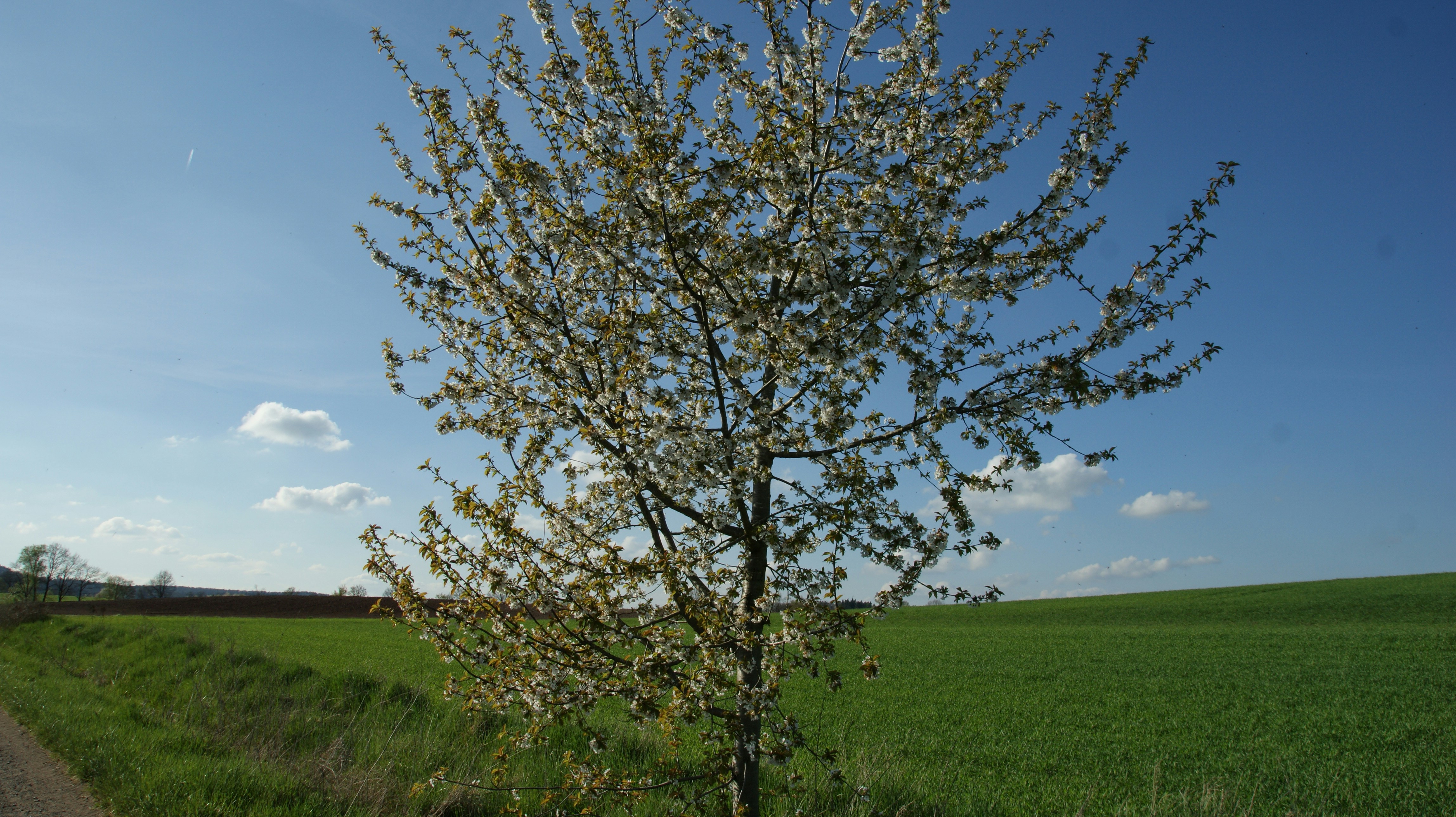Blossom at the Field's Edge