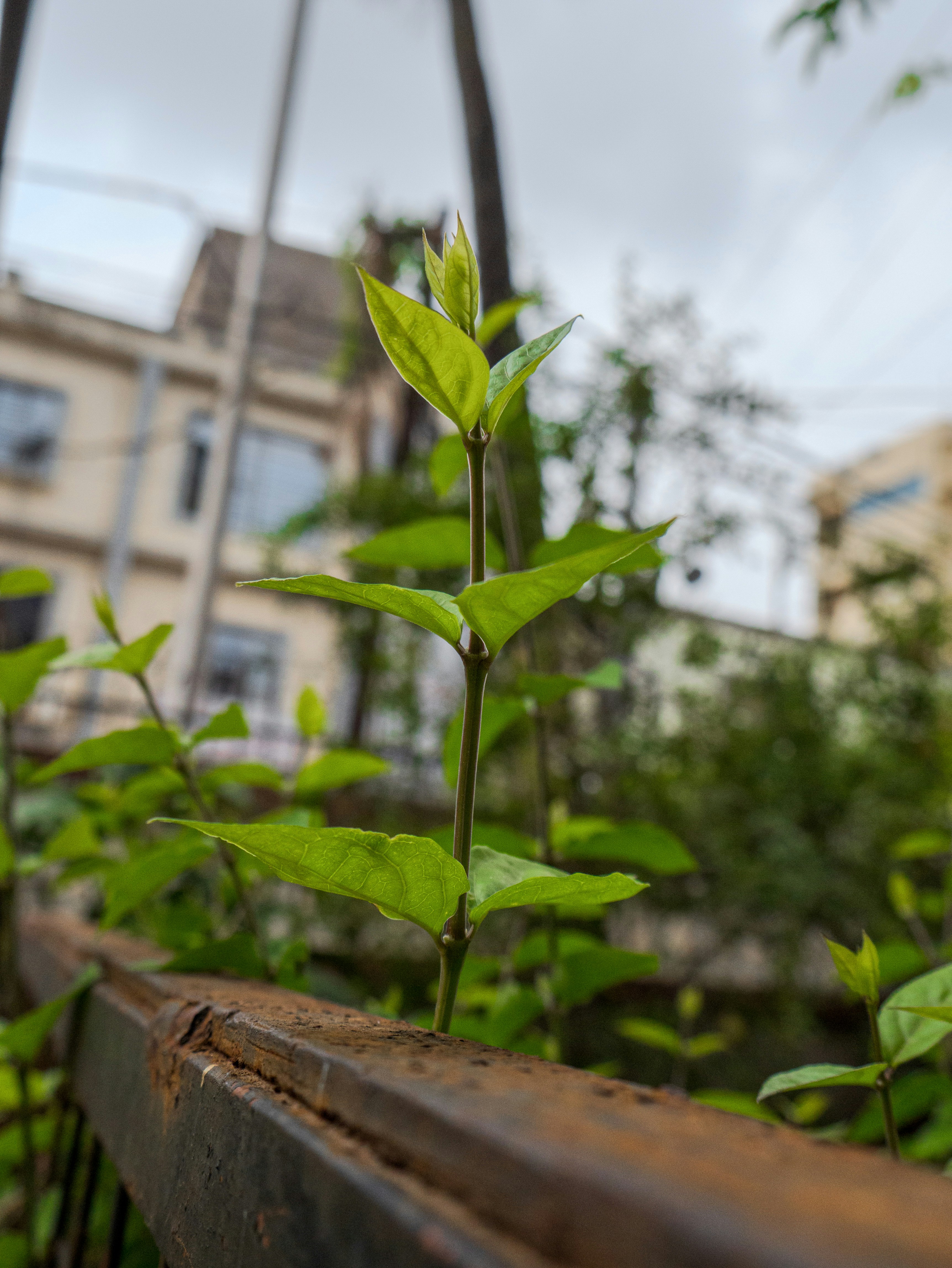Urban Green Thread: A Slim Stem Reaching Past Rust and Glass
