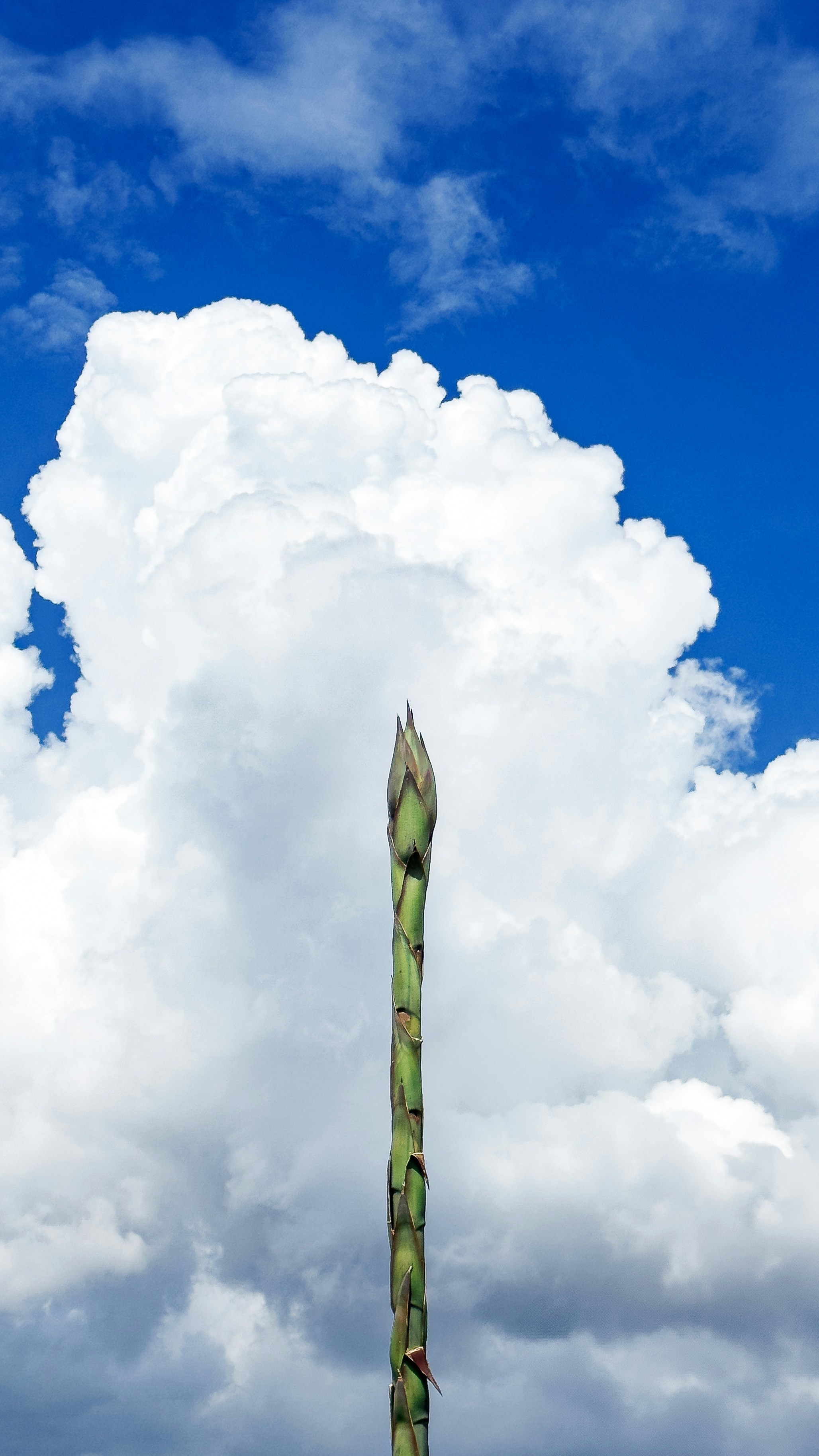 Vertical Ascent Against a Cloudy Canvas
