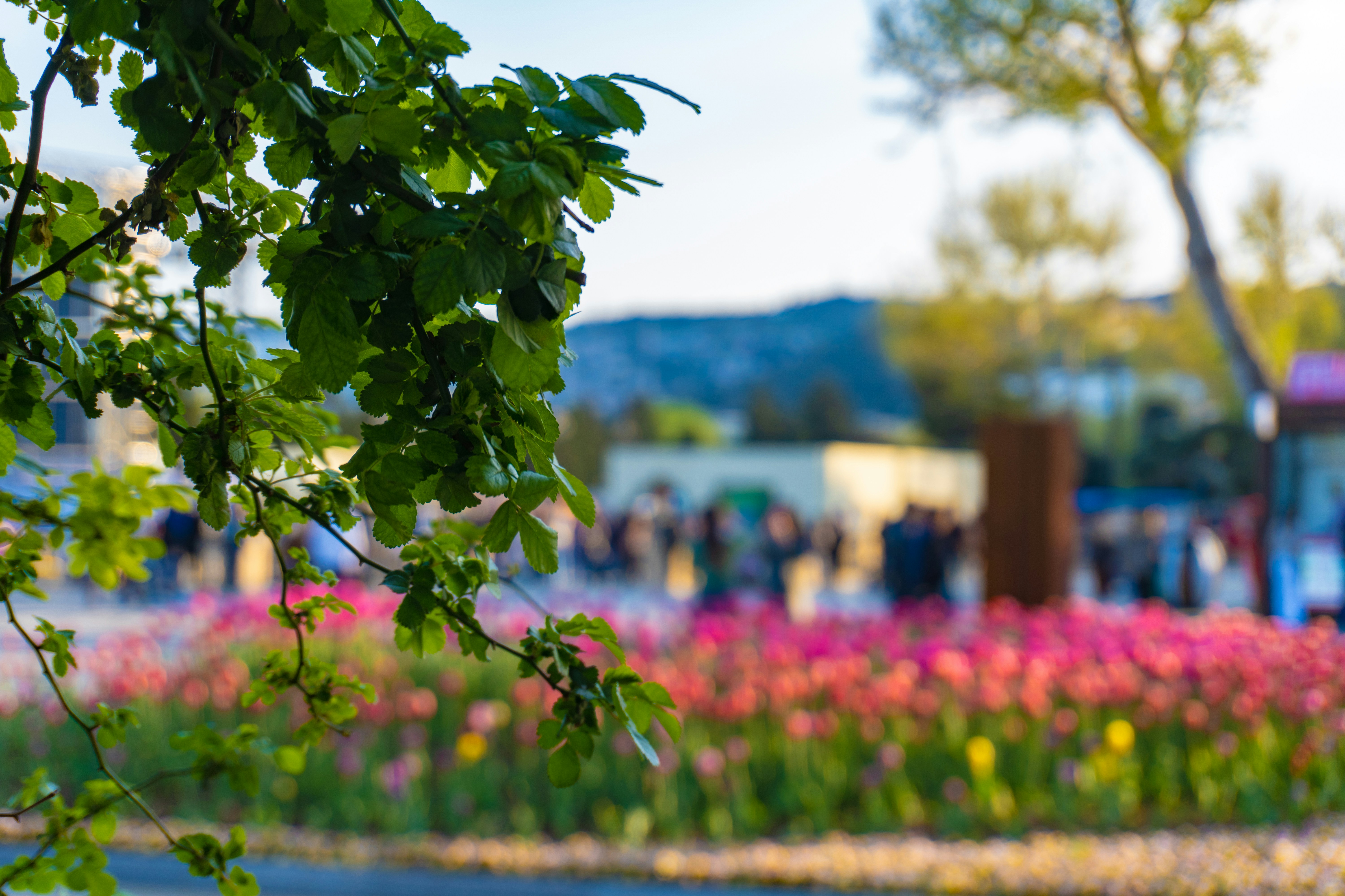 Leaves in the foreground frame a blurred park garden scene