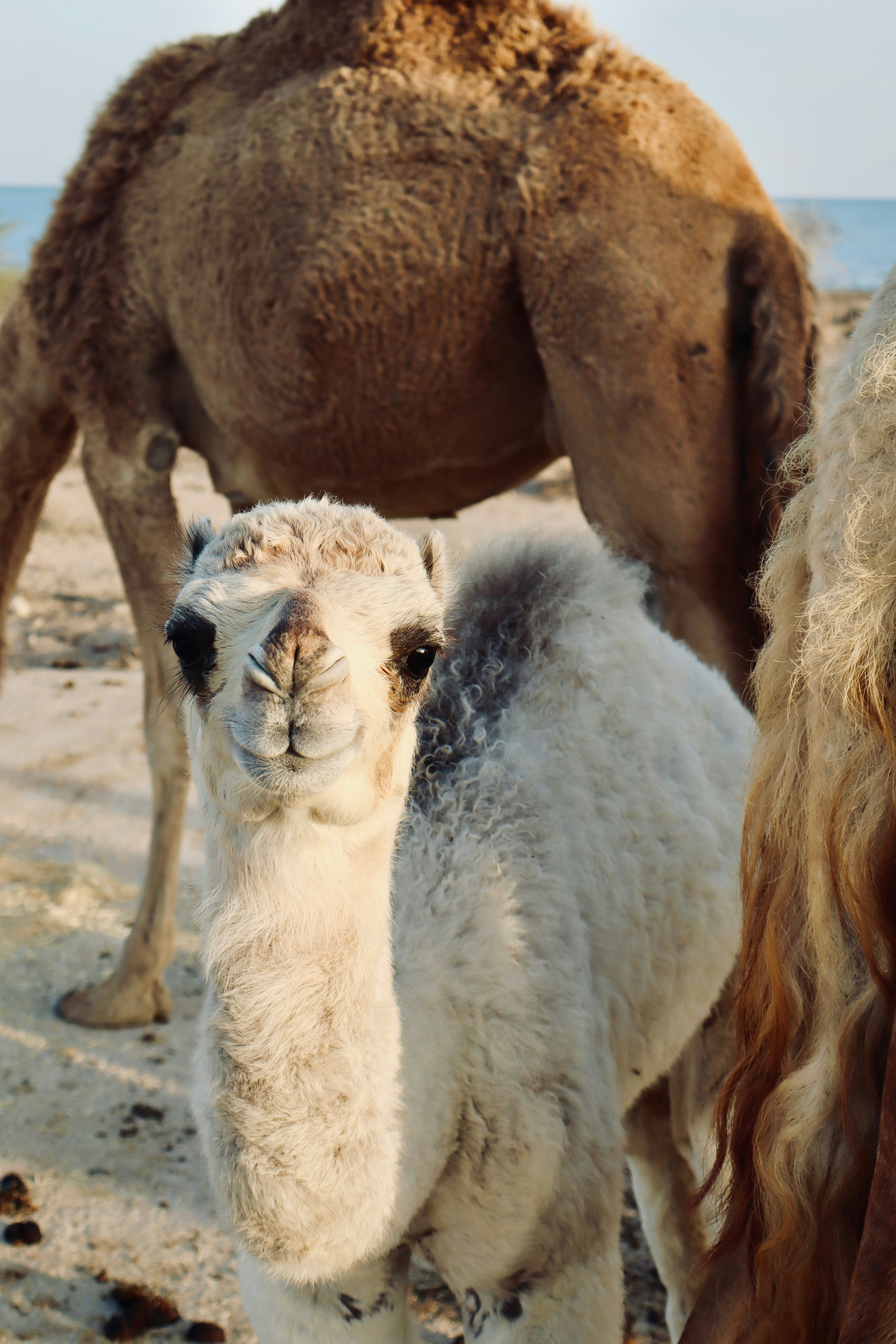 Beachside Encounter: A Curious Alpaca Faces the Camera
