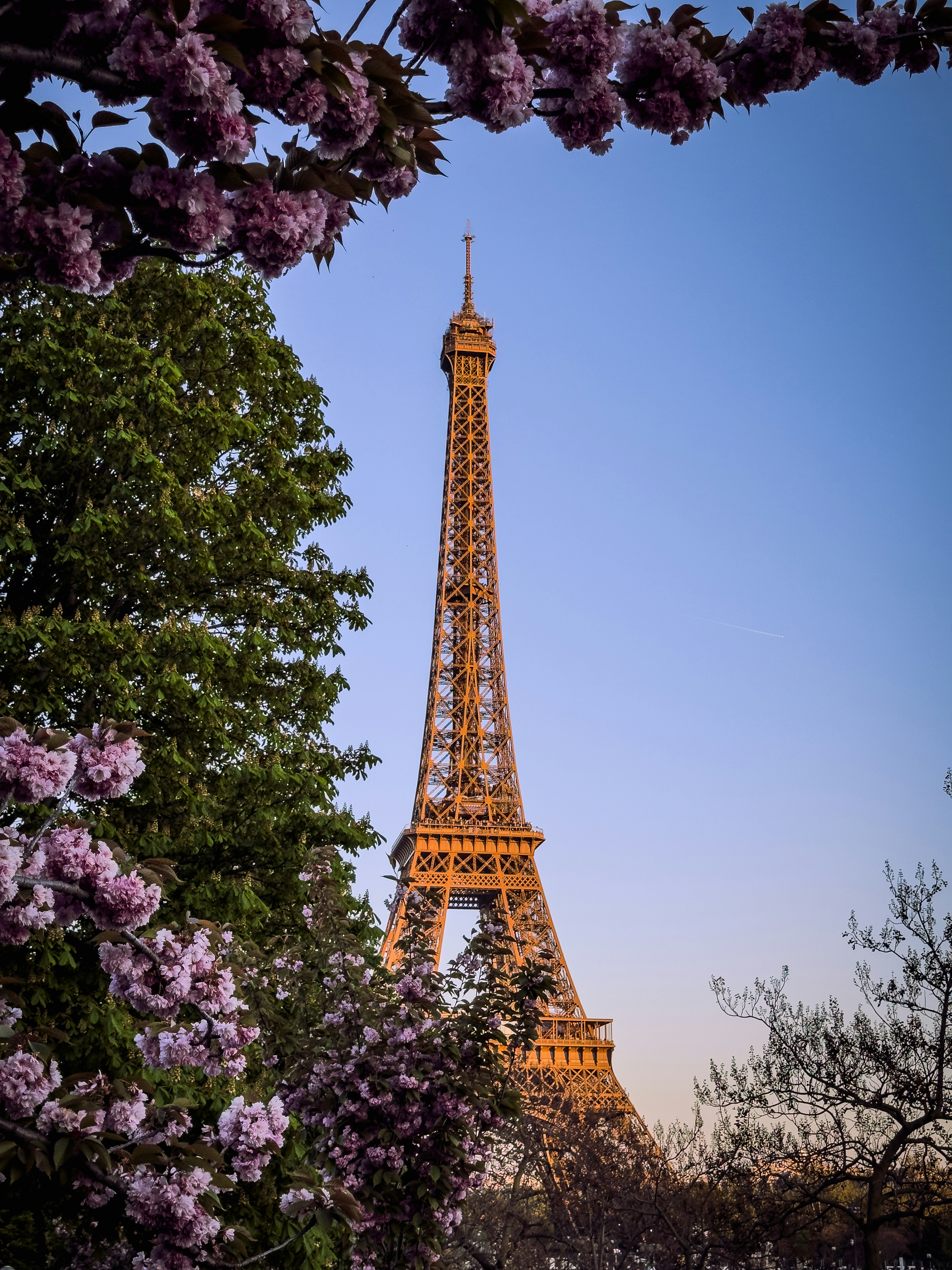 Eiffel Tower framed by pink blossoms and green foliage against a clear blue sky.