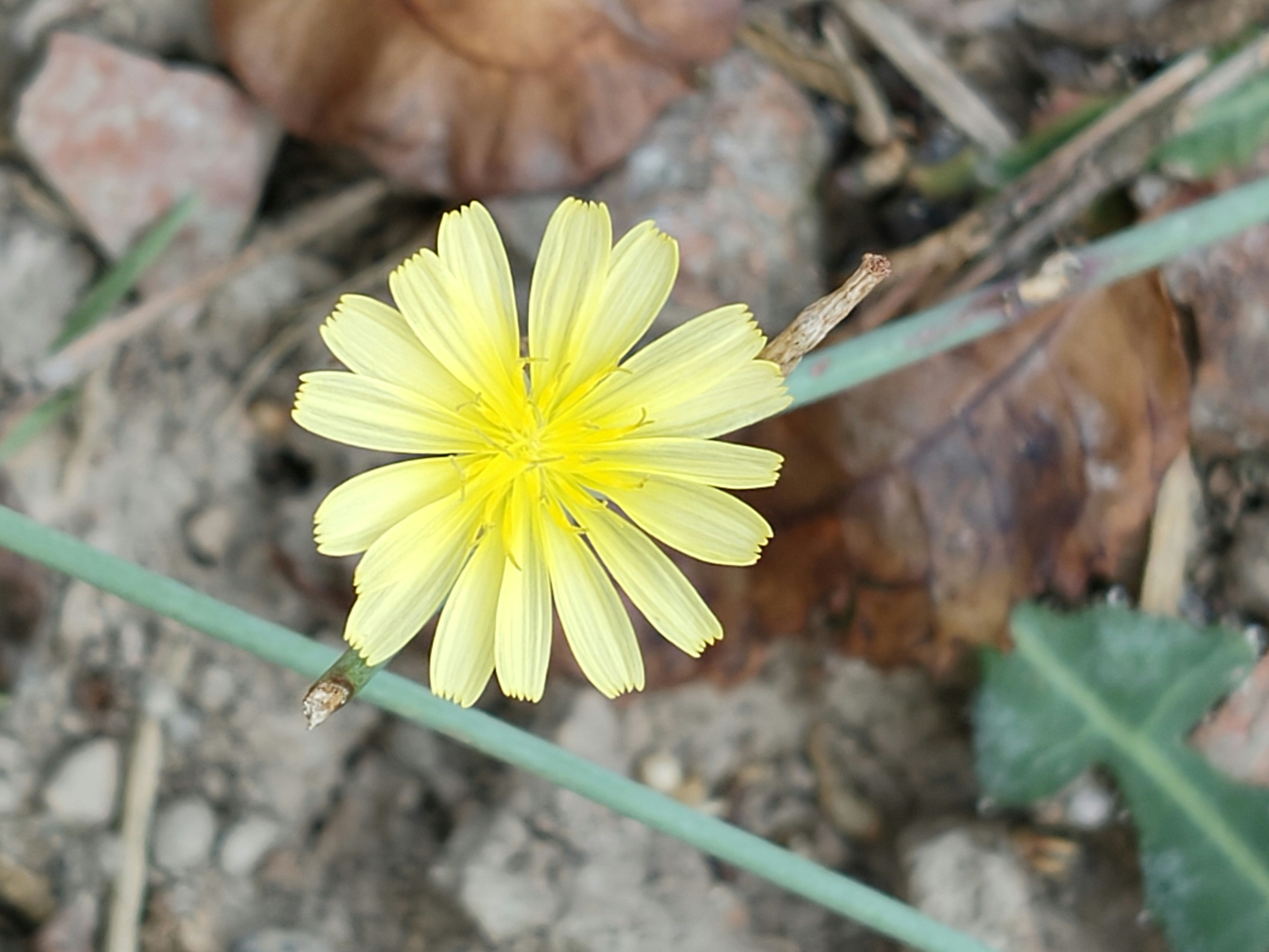 A bright yellow flower blooms on the ground. photo – Free Wallpaper 4k ...