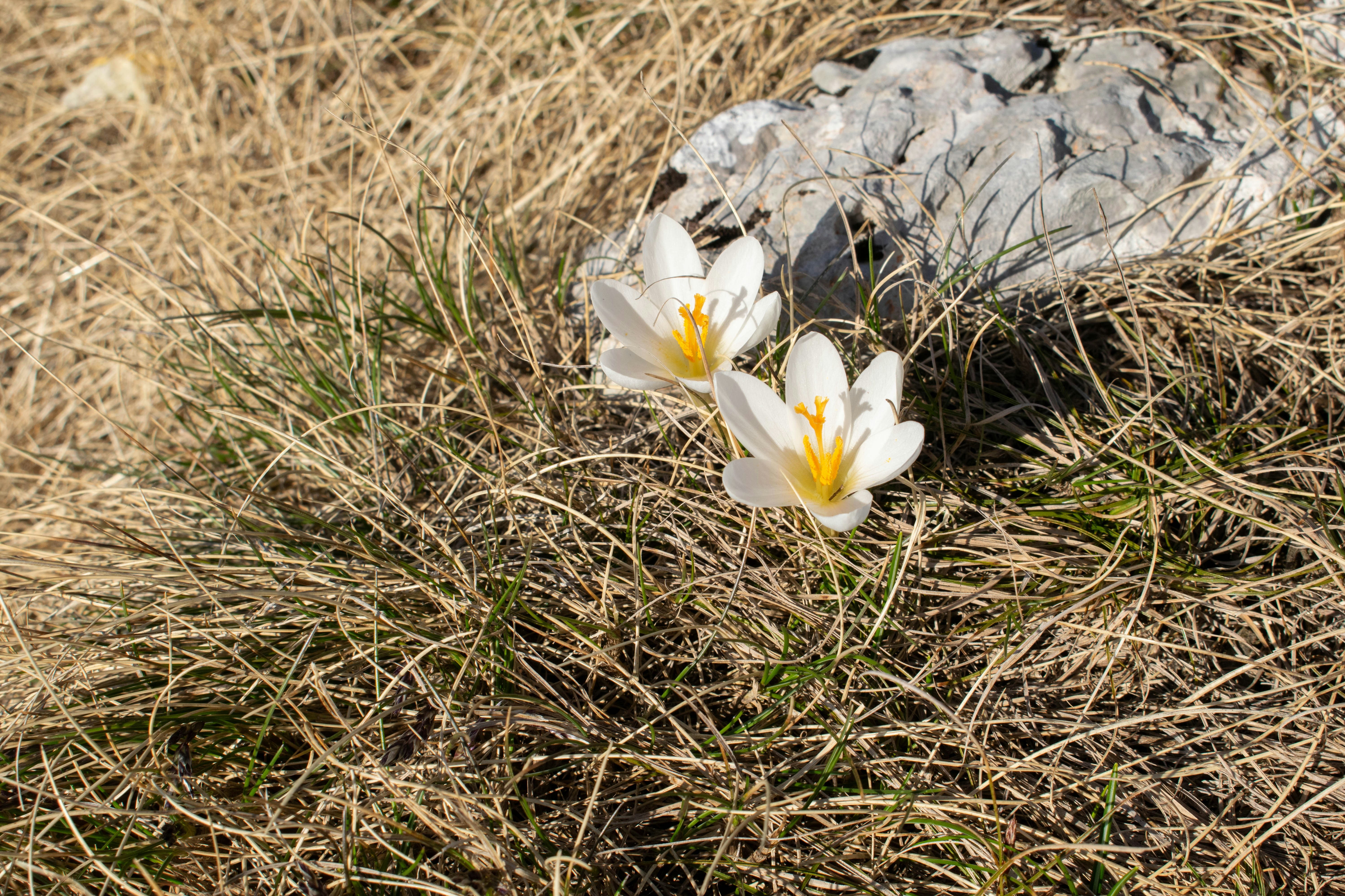 Two White Crocuses Defy Dry Grass Beside a Weathered Rock