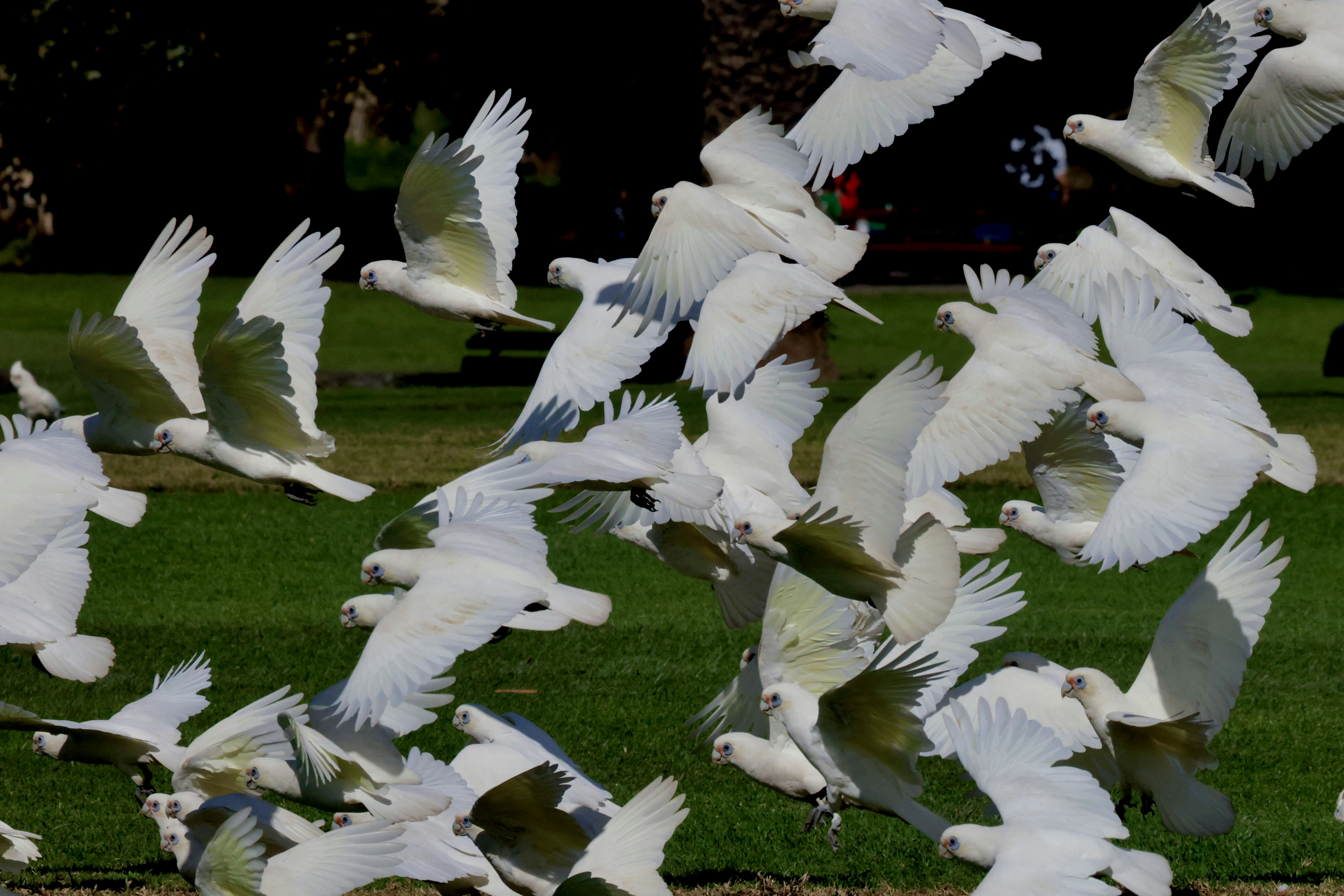Aerial Chorus Over a Sunlit Park: Doves Take Flight
