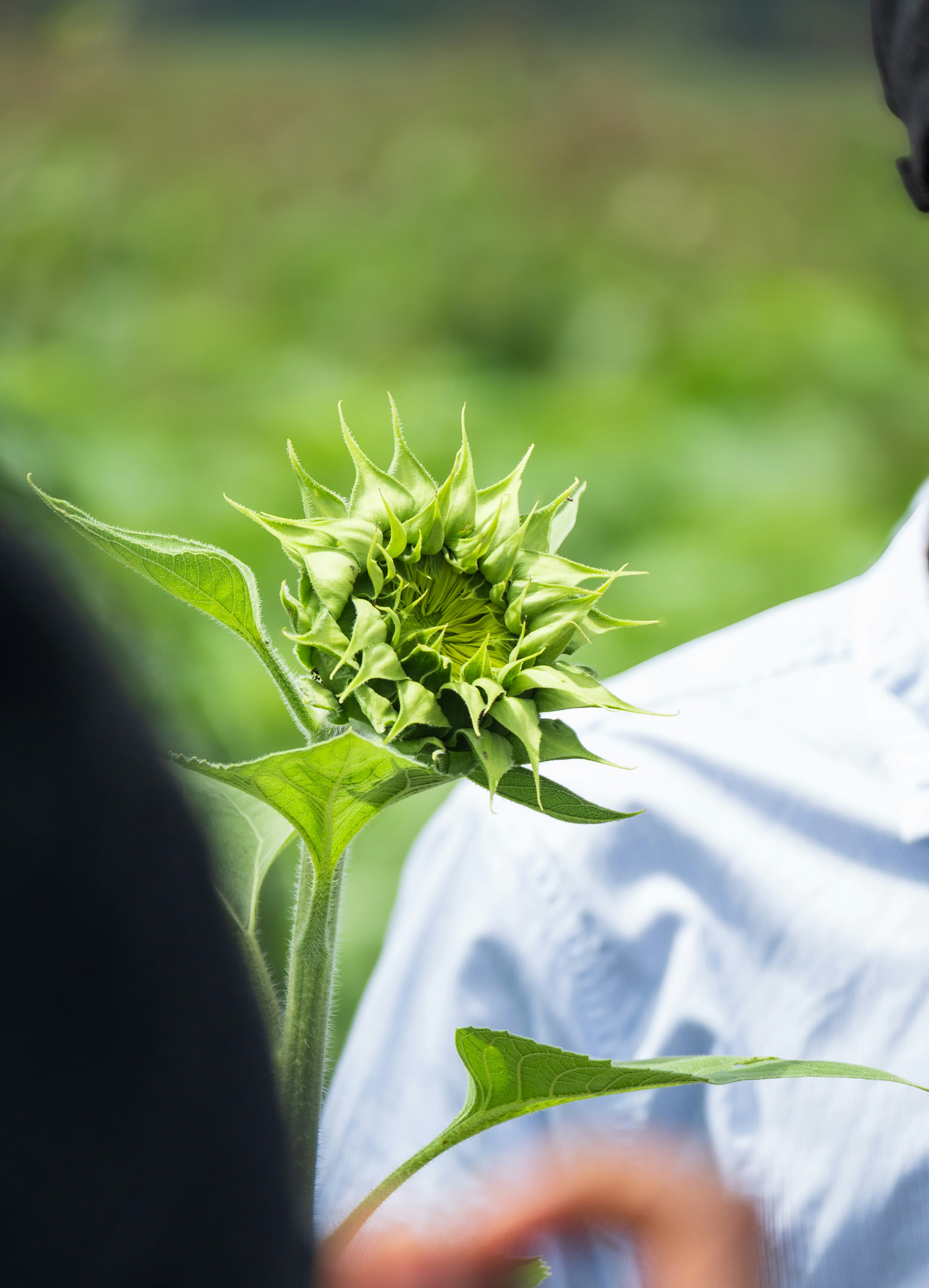 Verdant Crown: A Sunflower Bud Framed Against a Soft Field