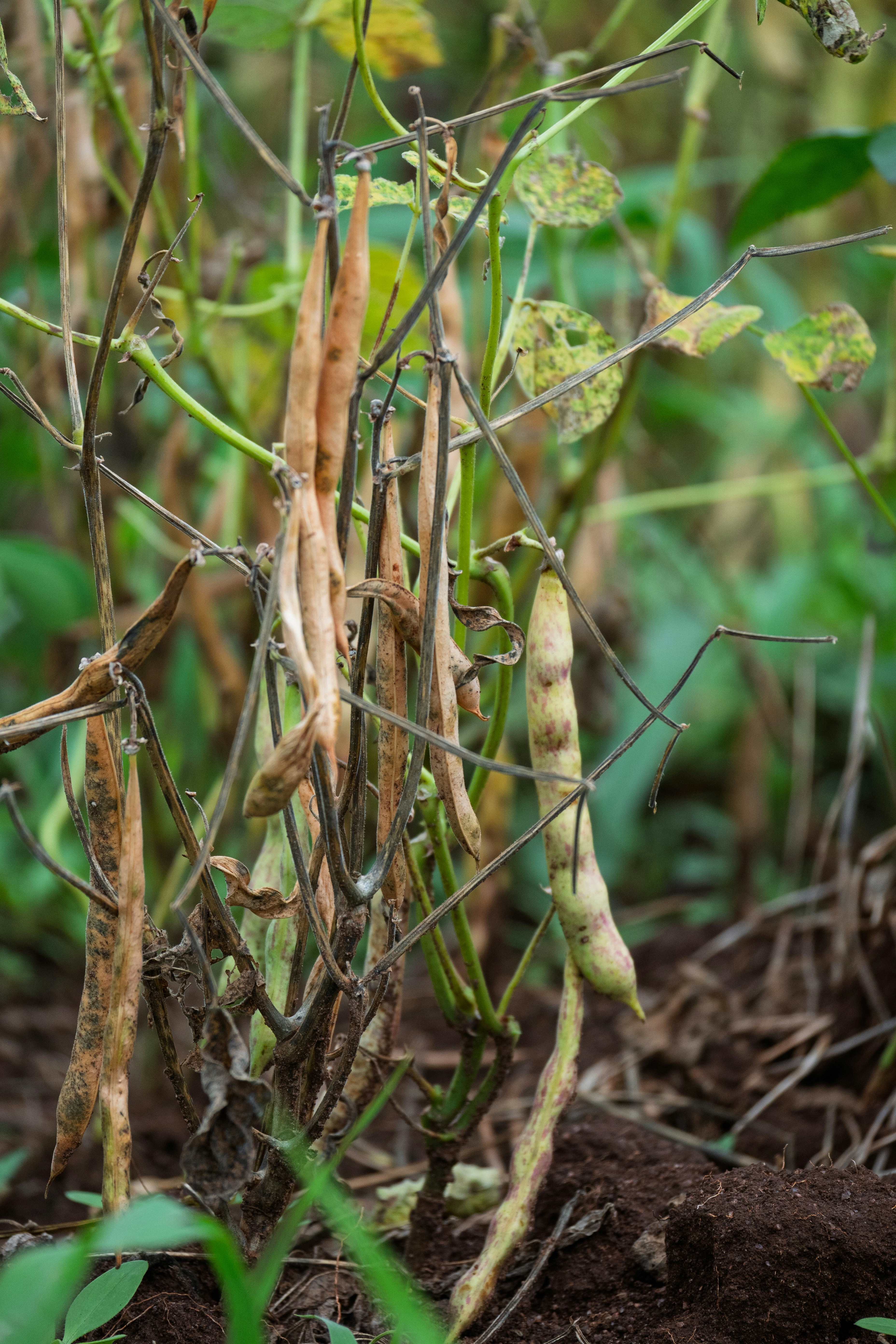 Dried bean pods grow in a field. photo – Free Food Image on Unsplash