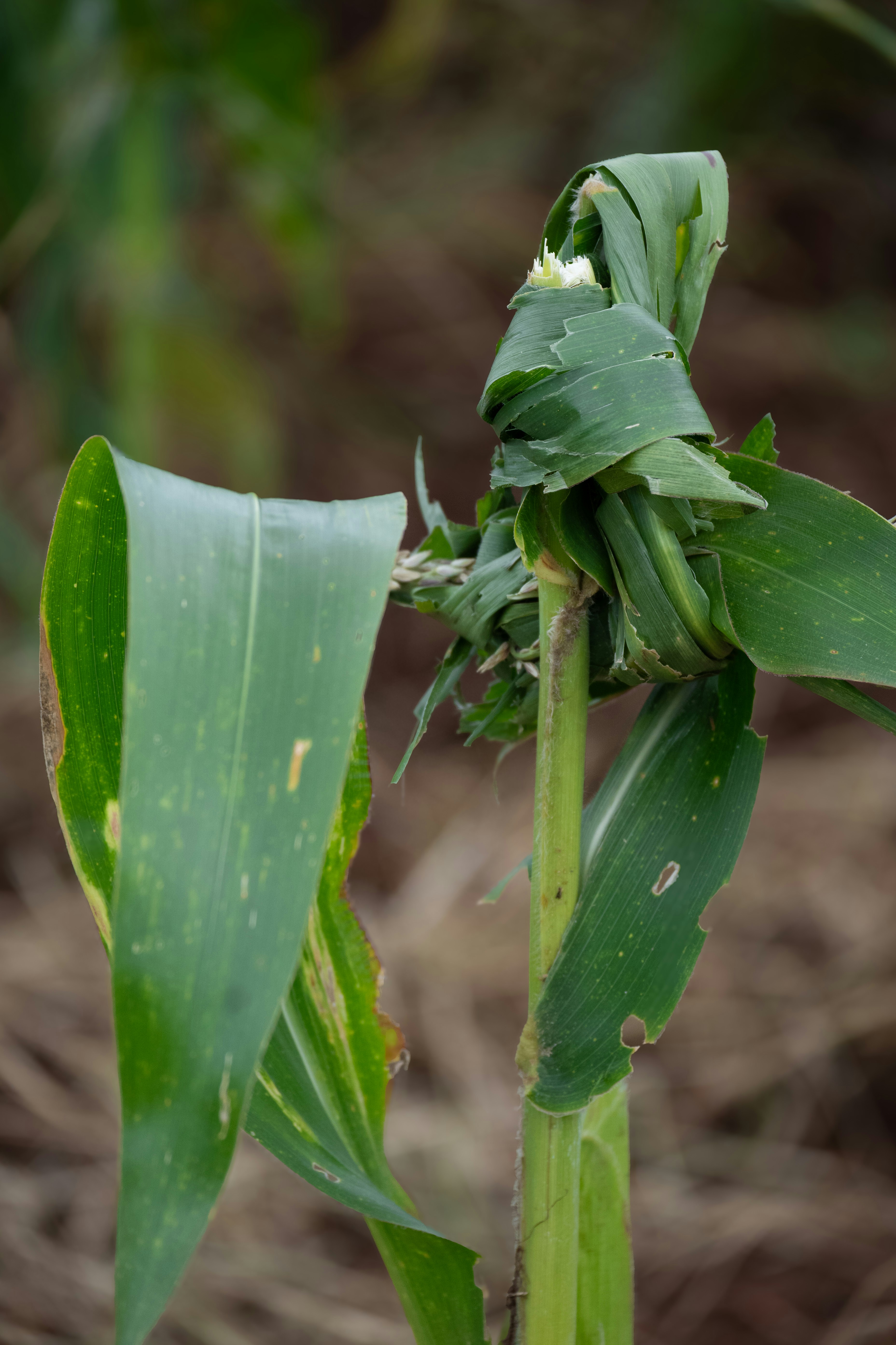 Tangled Crown: a close-up of a leaf-wrapped corn stalk