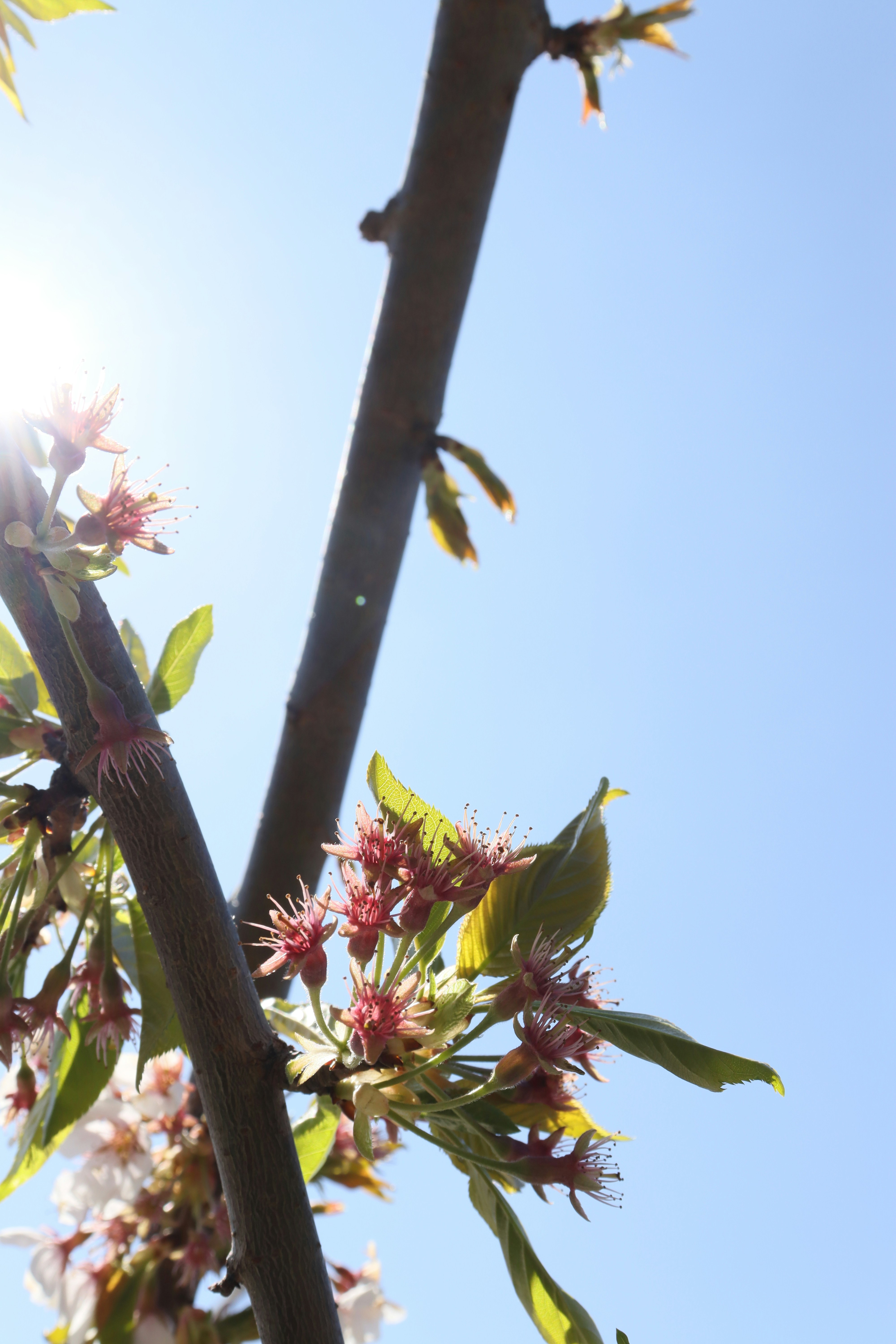 Sunlit Pink Blossoms Tracing a Diagonal Branch Against a Clear Sky