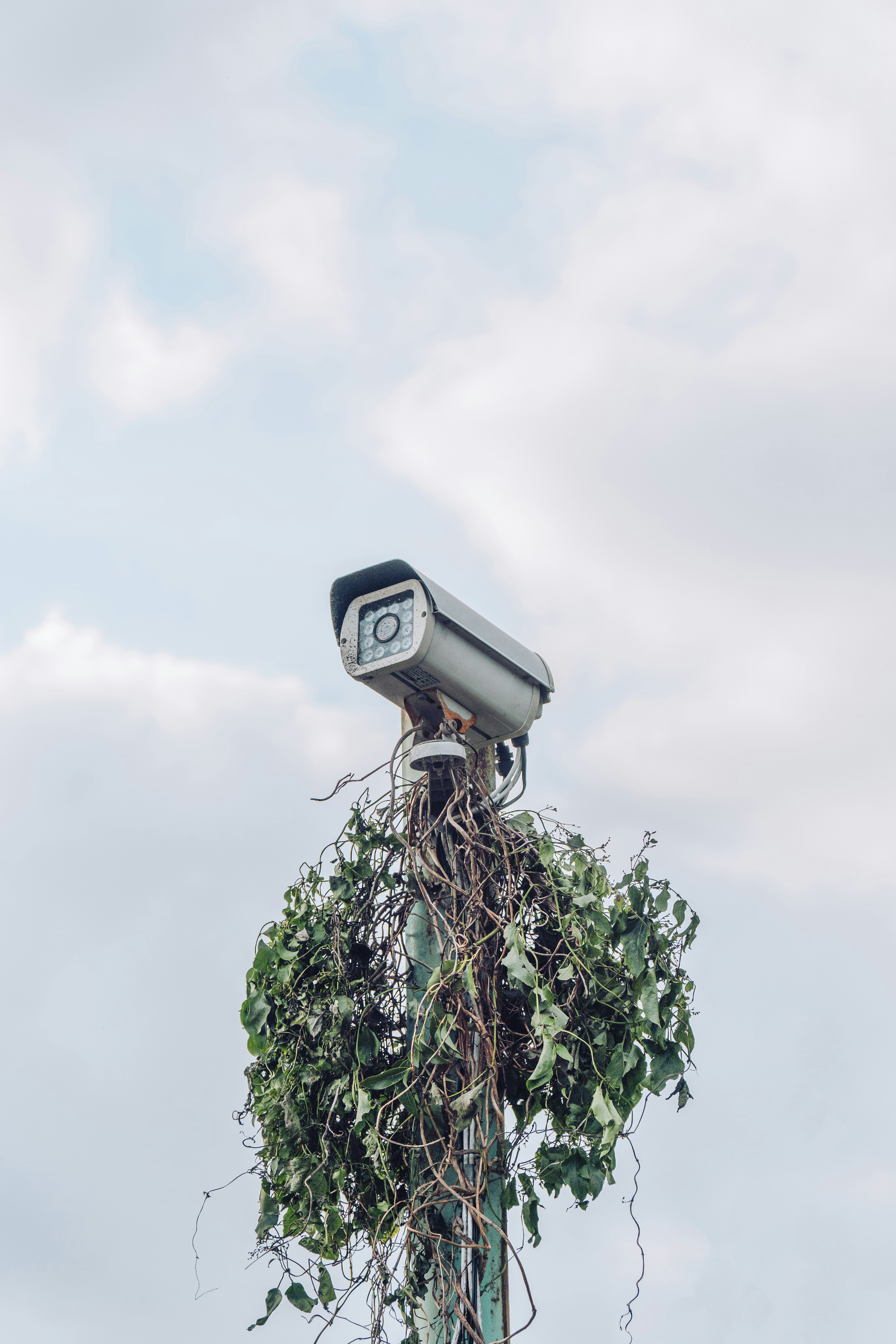 Ivy-Crowned Sentinel: A Vine-Wrapped Security Light Against a Skyward Backdrop