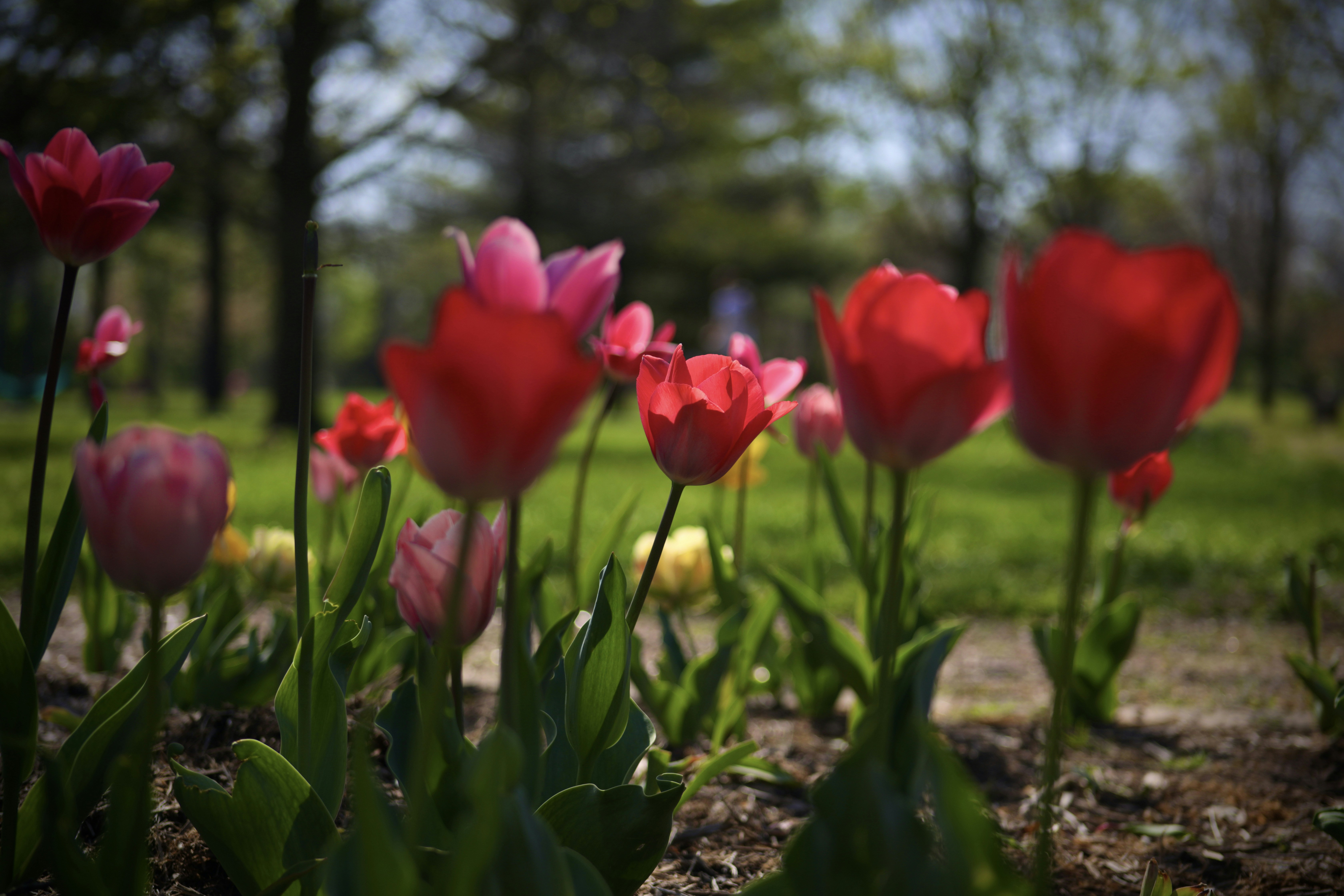 Crimson Tulips in a Quiet Park Under Gentle Afternoon Light