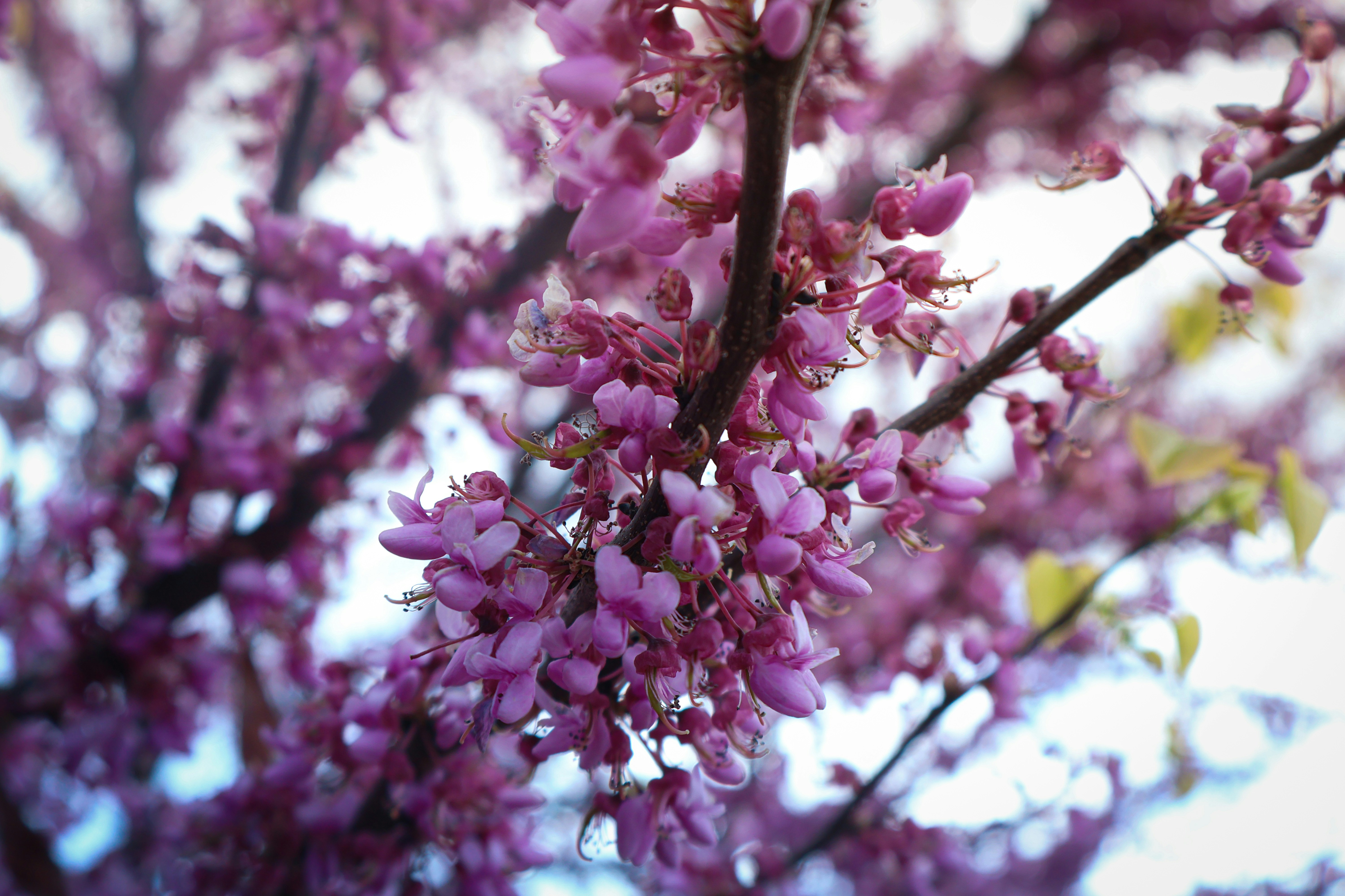 Pink blossoms bloom on tree branches. photo – Free Flower Image on Unsplash