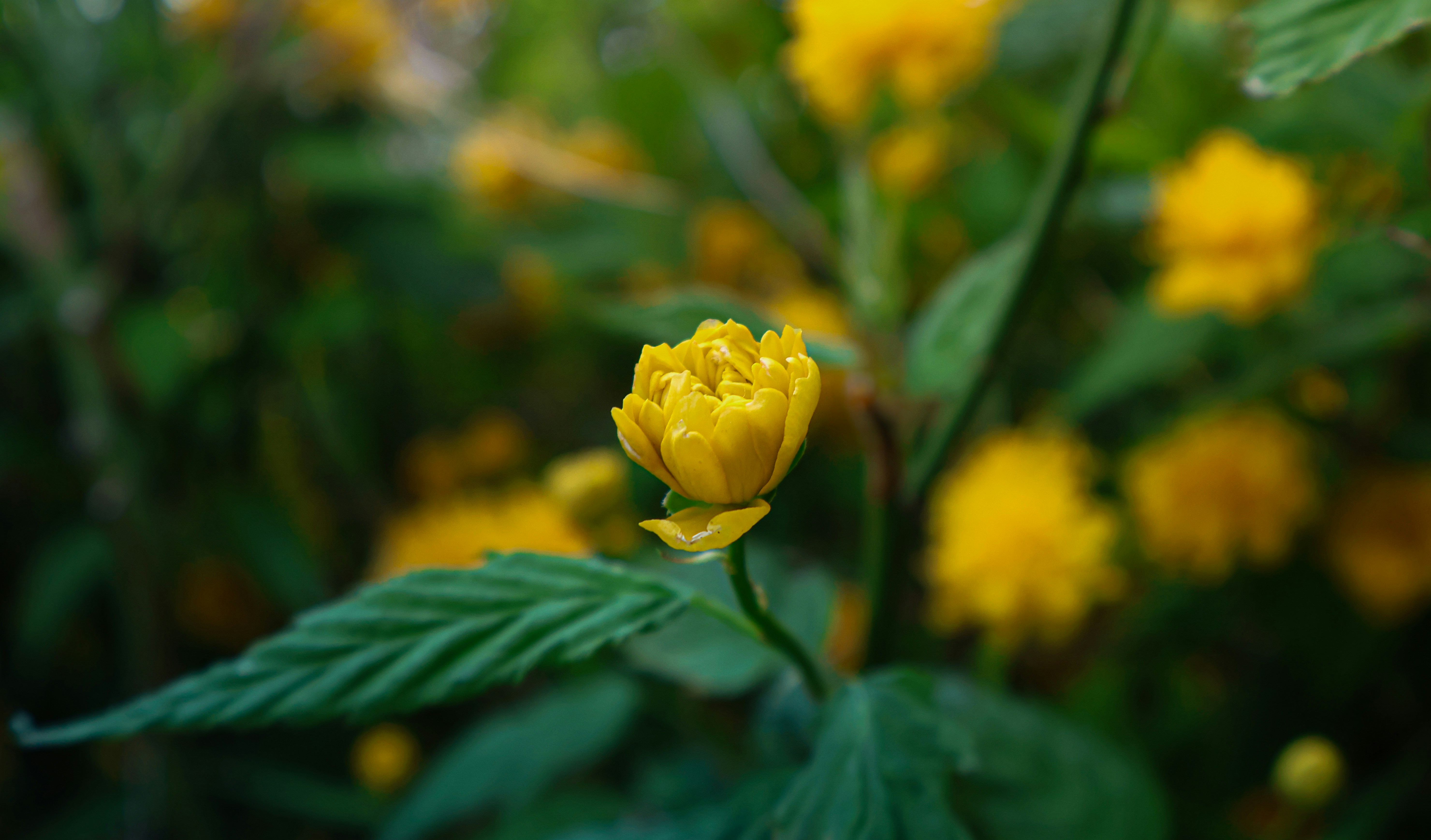 Vibrant yellow flowers blooming in the green. photo – Free Flower Image ...