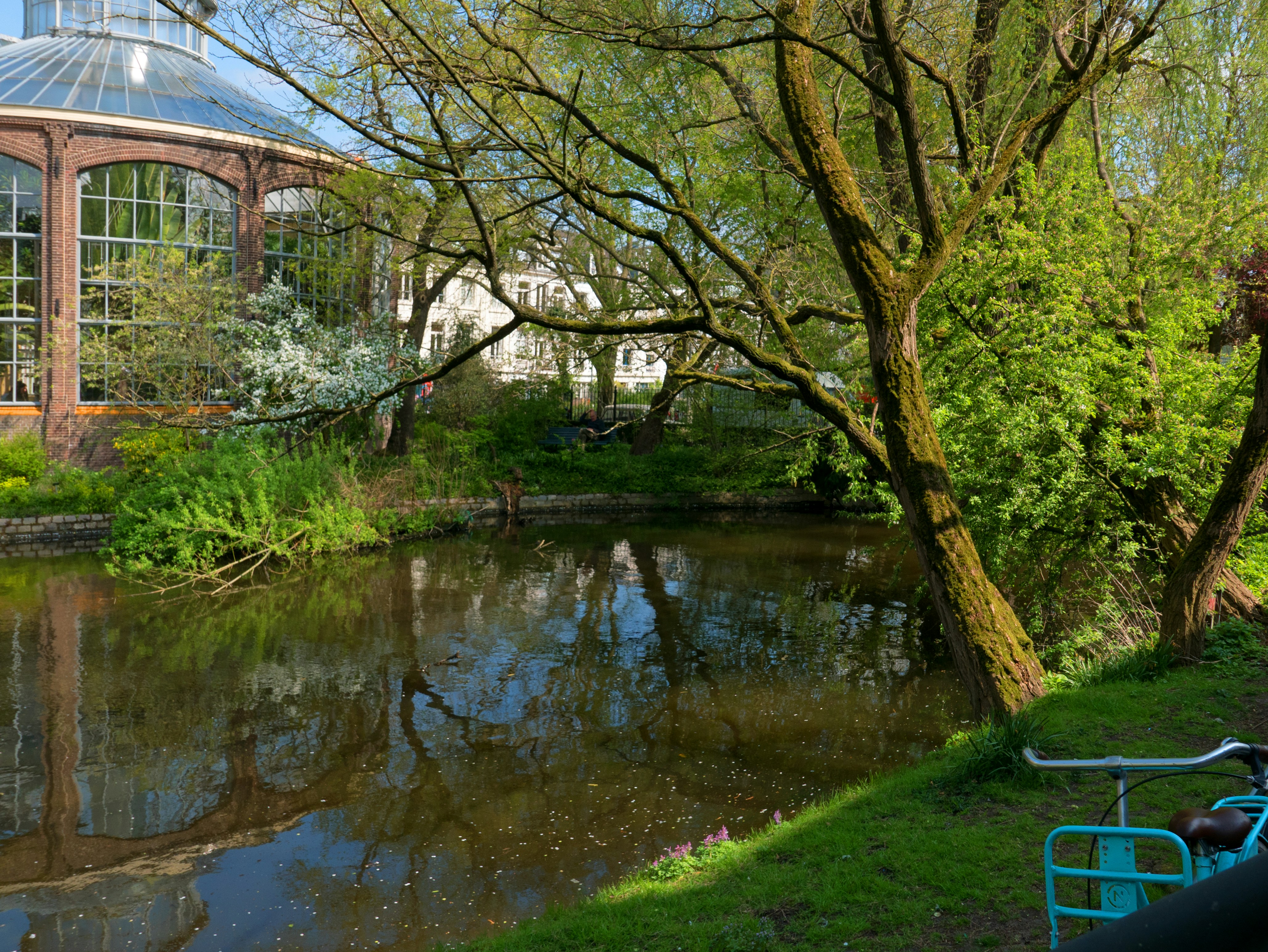 Free photo of the backside of the botanical garden in Amsterdam city with a historical greenhouse of c. 1870. It is Spring in Amsterdam old city now. I like the reflections of the tree trunks and leaves in the ditch water. Urban nature in street photography of The Netherlands - free download images. | A pond reflects the trees and a building.