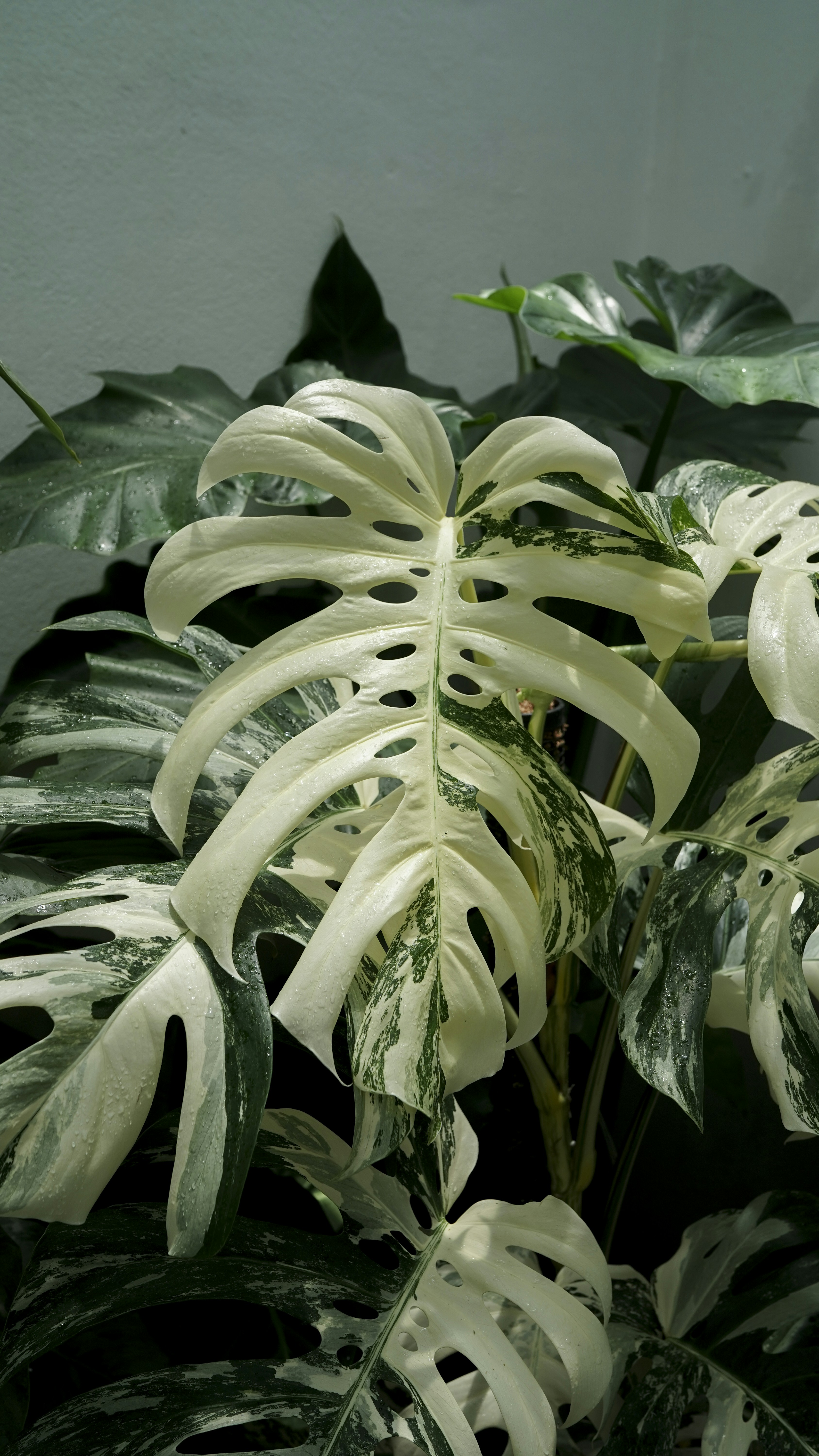 Elegance in Green: The Monstera Marvel