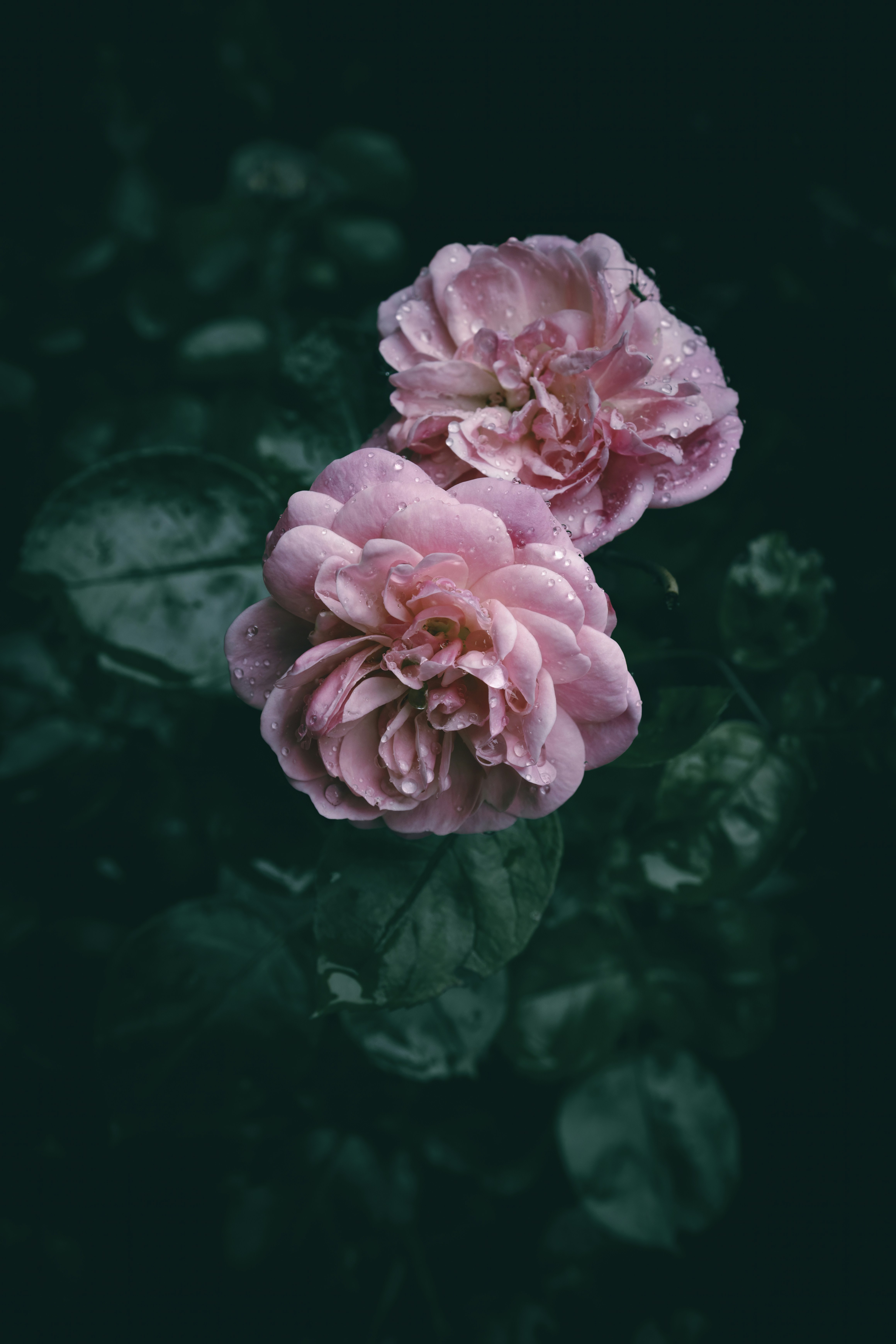 Two pink roses bloom against dark green leaves. photo – Free Flowers ...