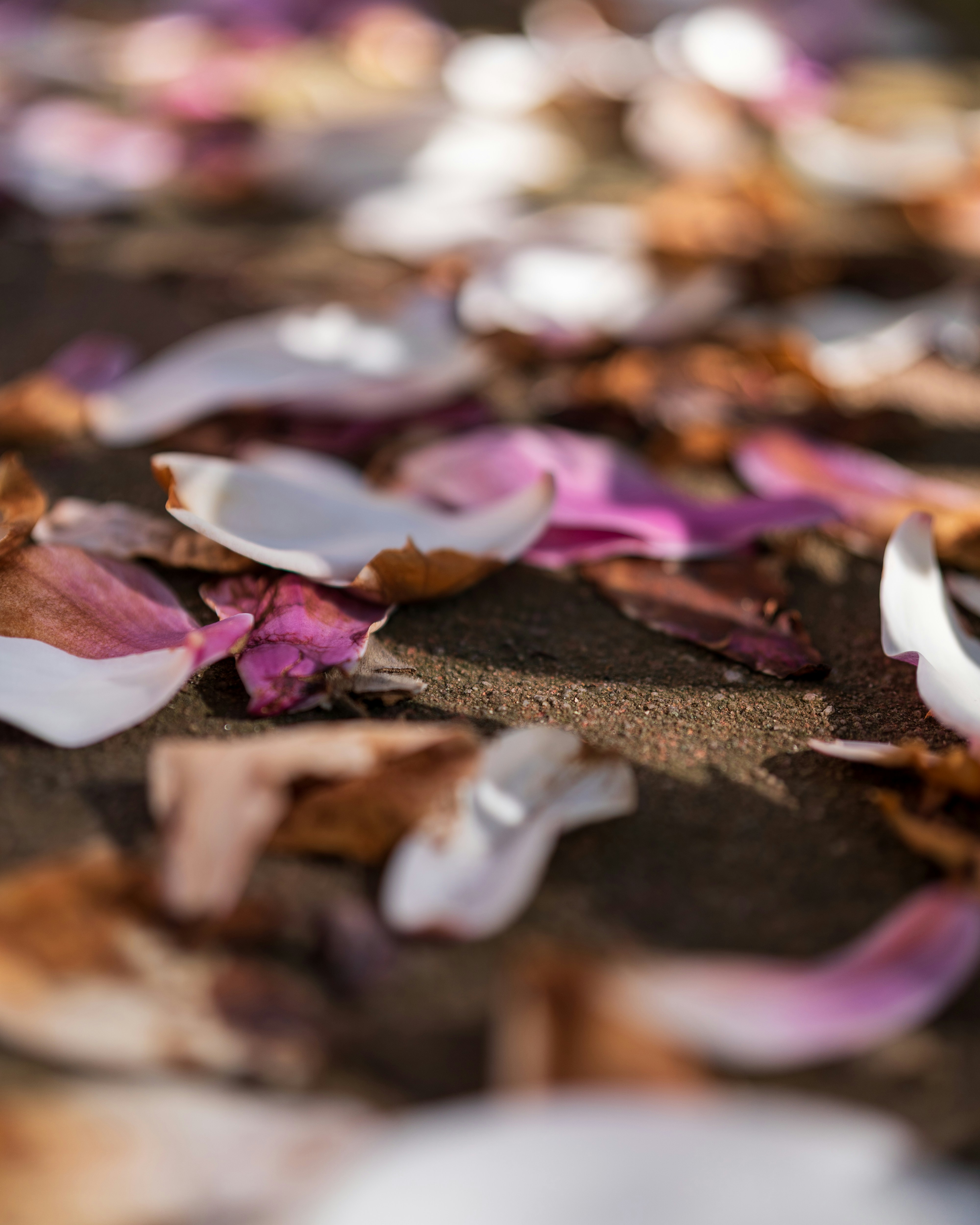 Petals on Velvet Ground: a Quiet Macro Moment