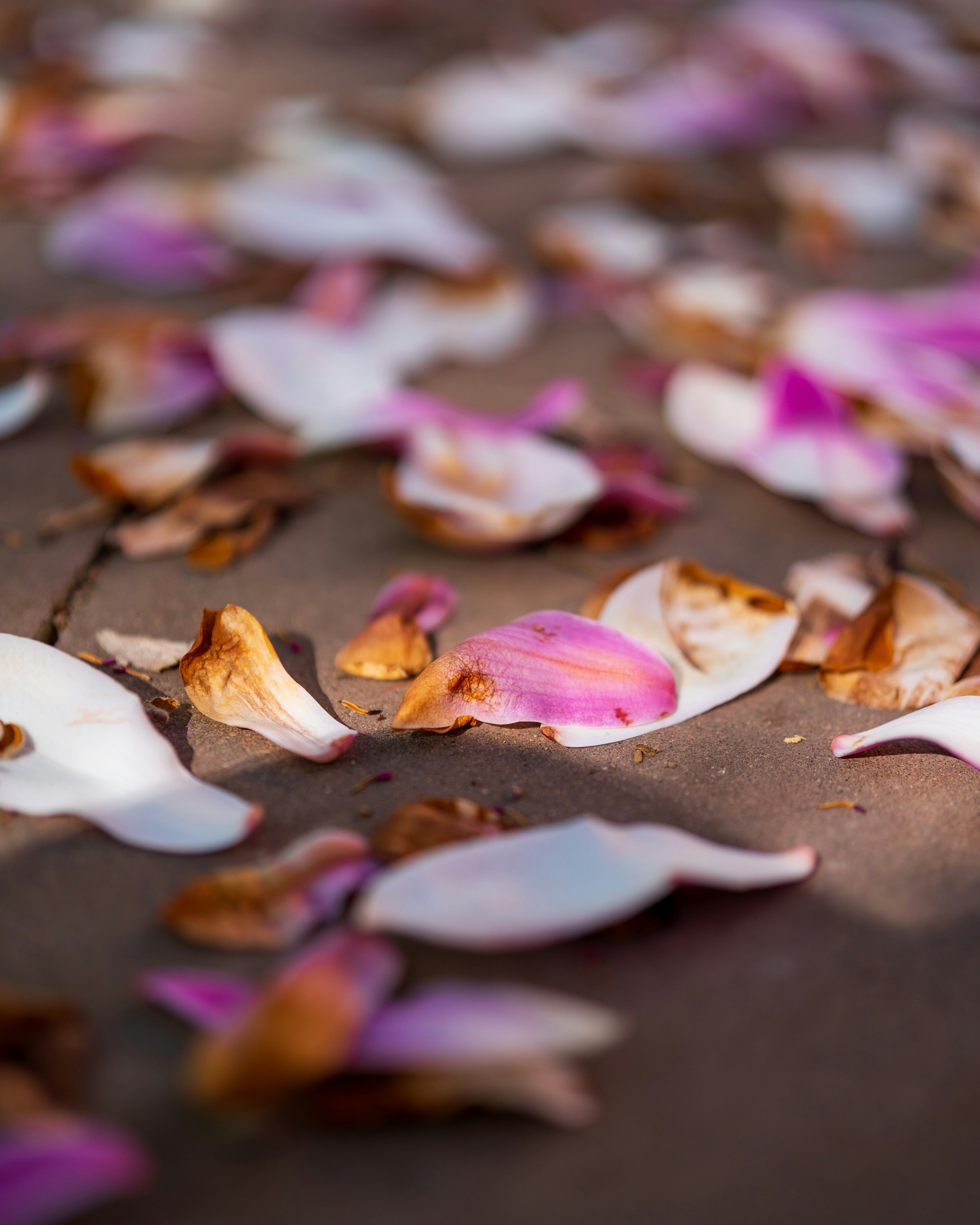 Petals on a Sun-Warmed Path: A Quiet Study in Color and Blur