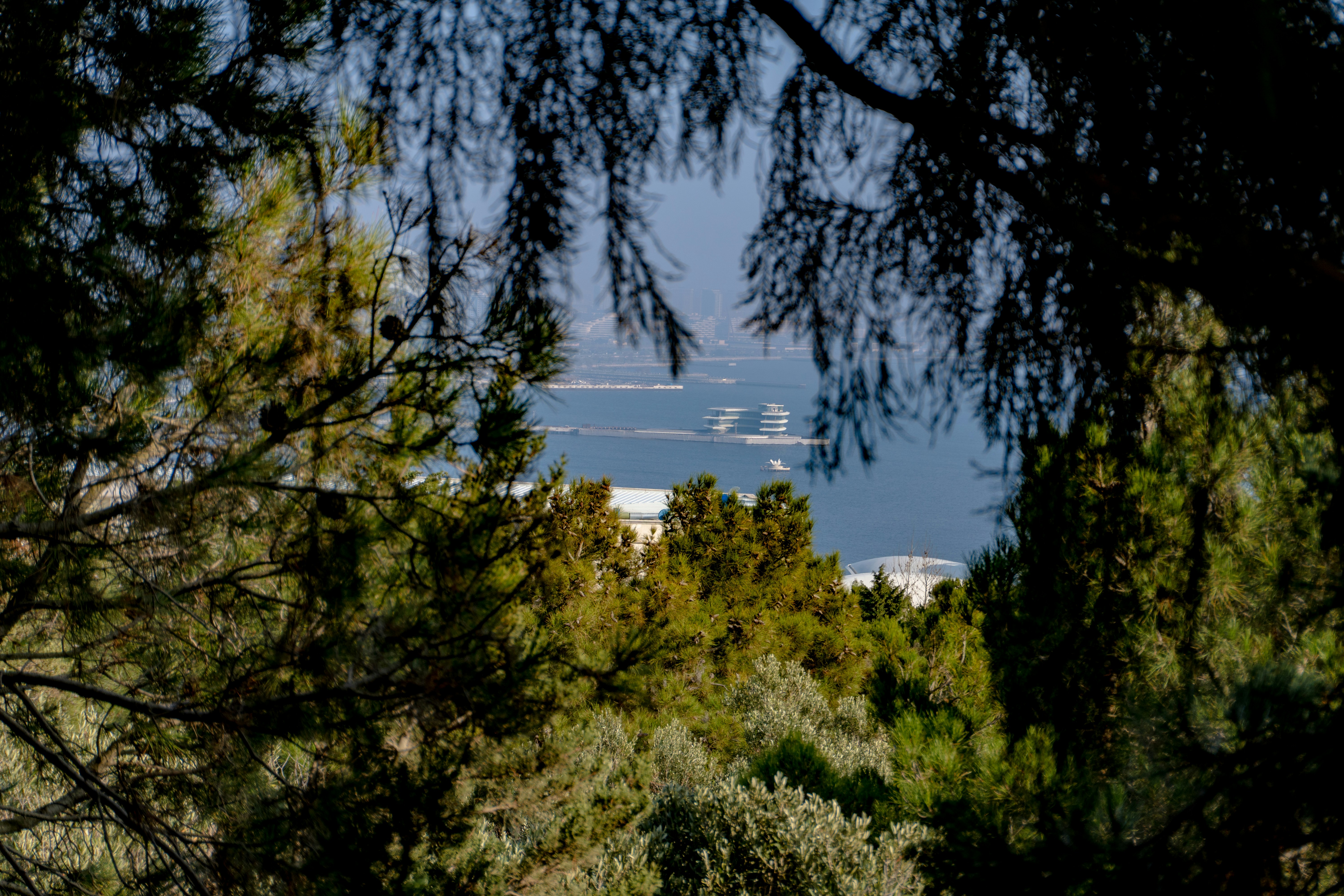 Framed Vista: Sea Peek Through Cedar Carvings