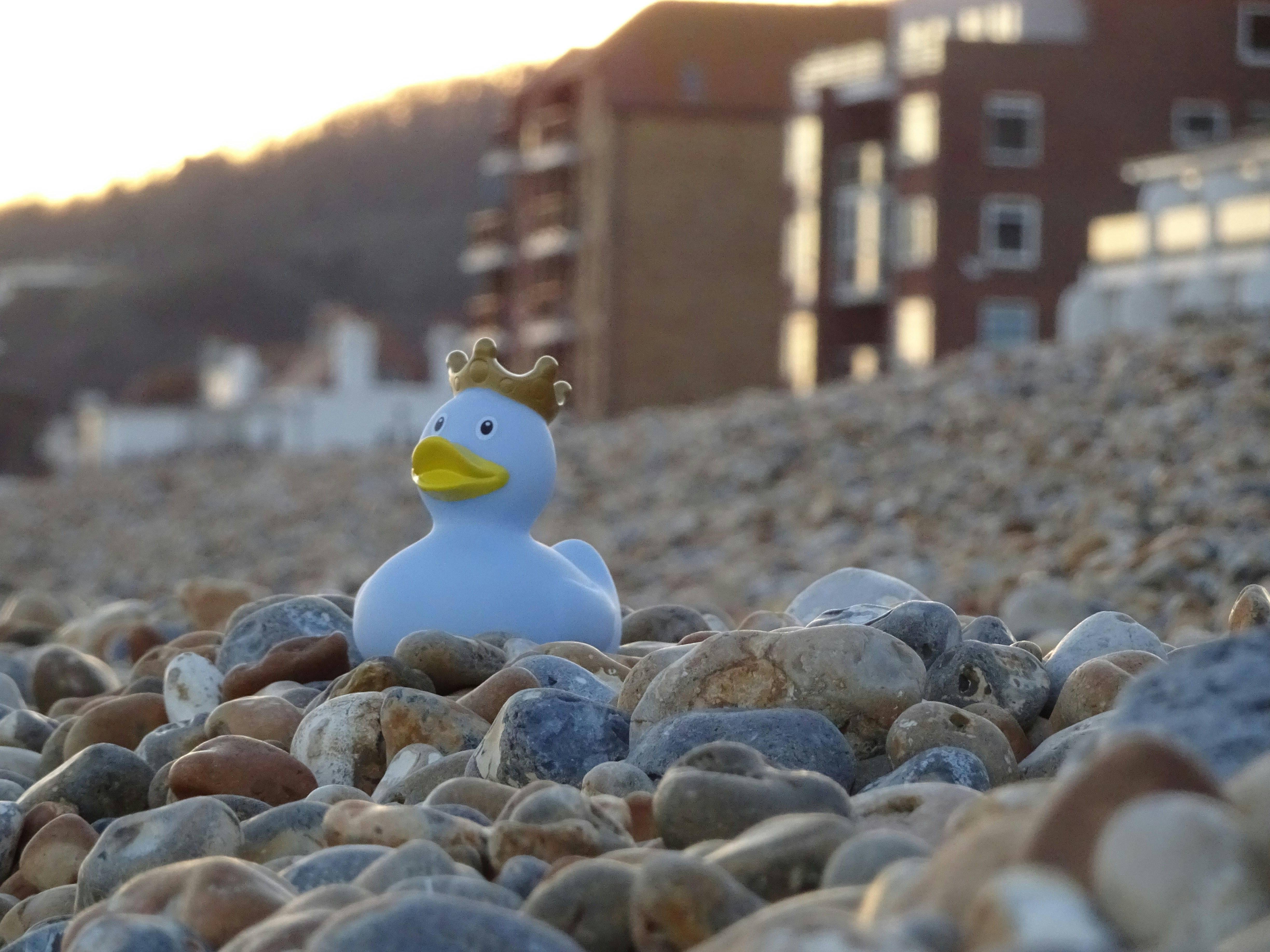 A royal duck relaxing on a pebble beach. photo – Free Road Image on ...