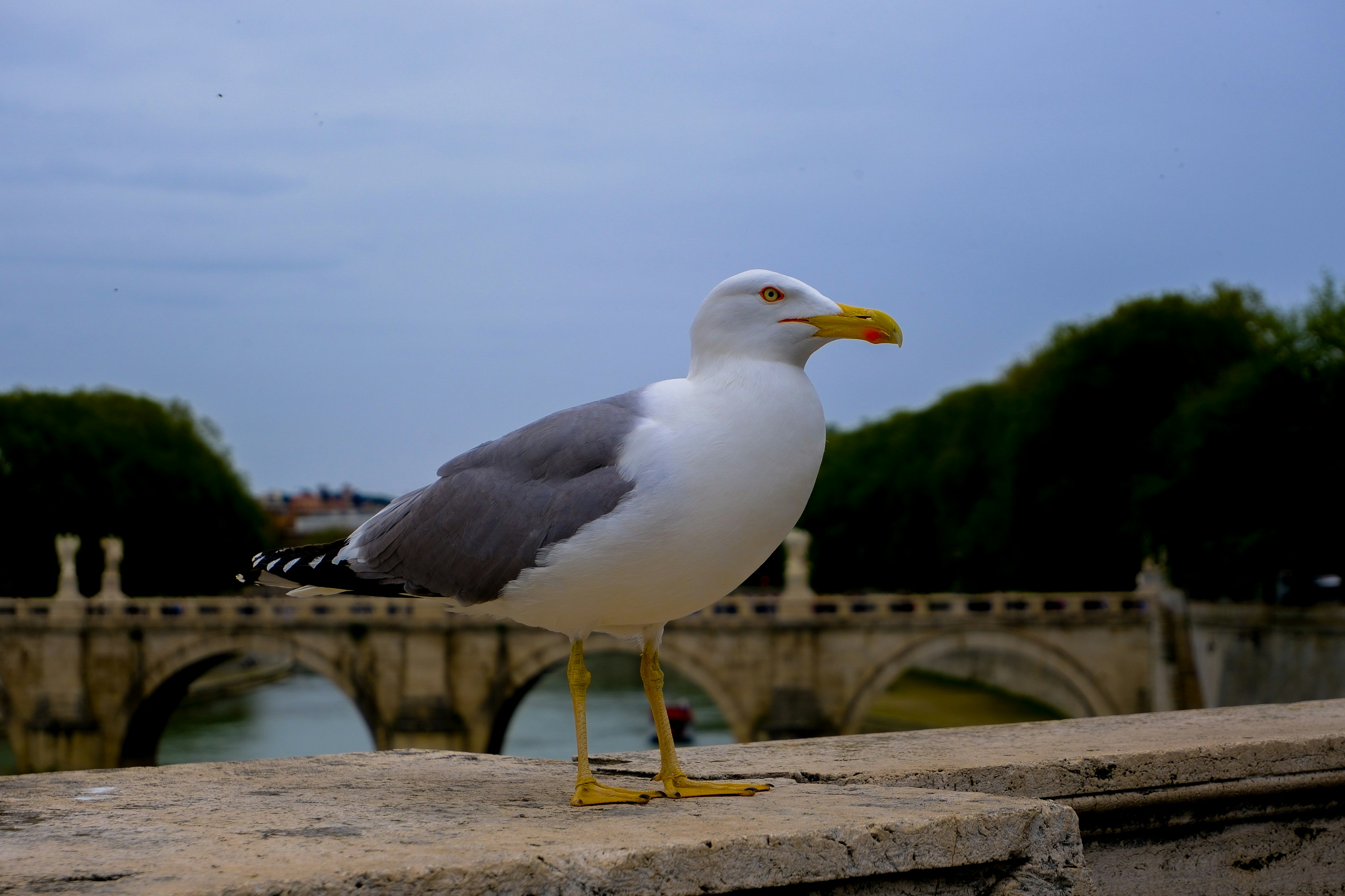Bright-Beaked Sentinel on a Stone Ledge Over a Riverside Arch