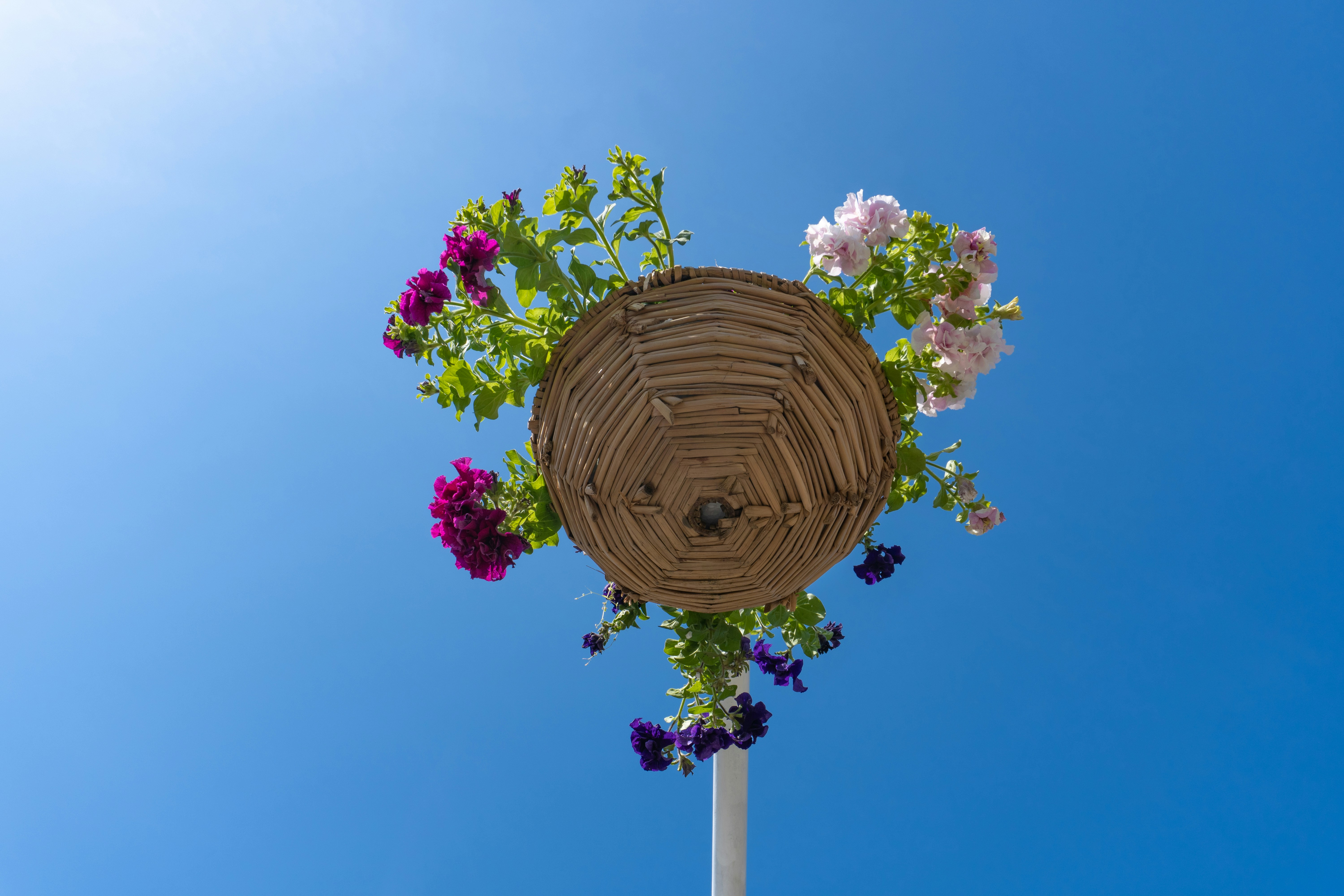 Skyward Bloom Basket: A Wicker Crown Framing the Blue Sky