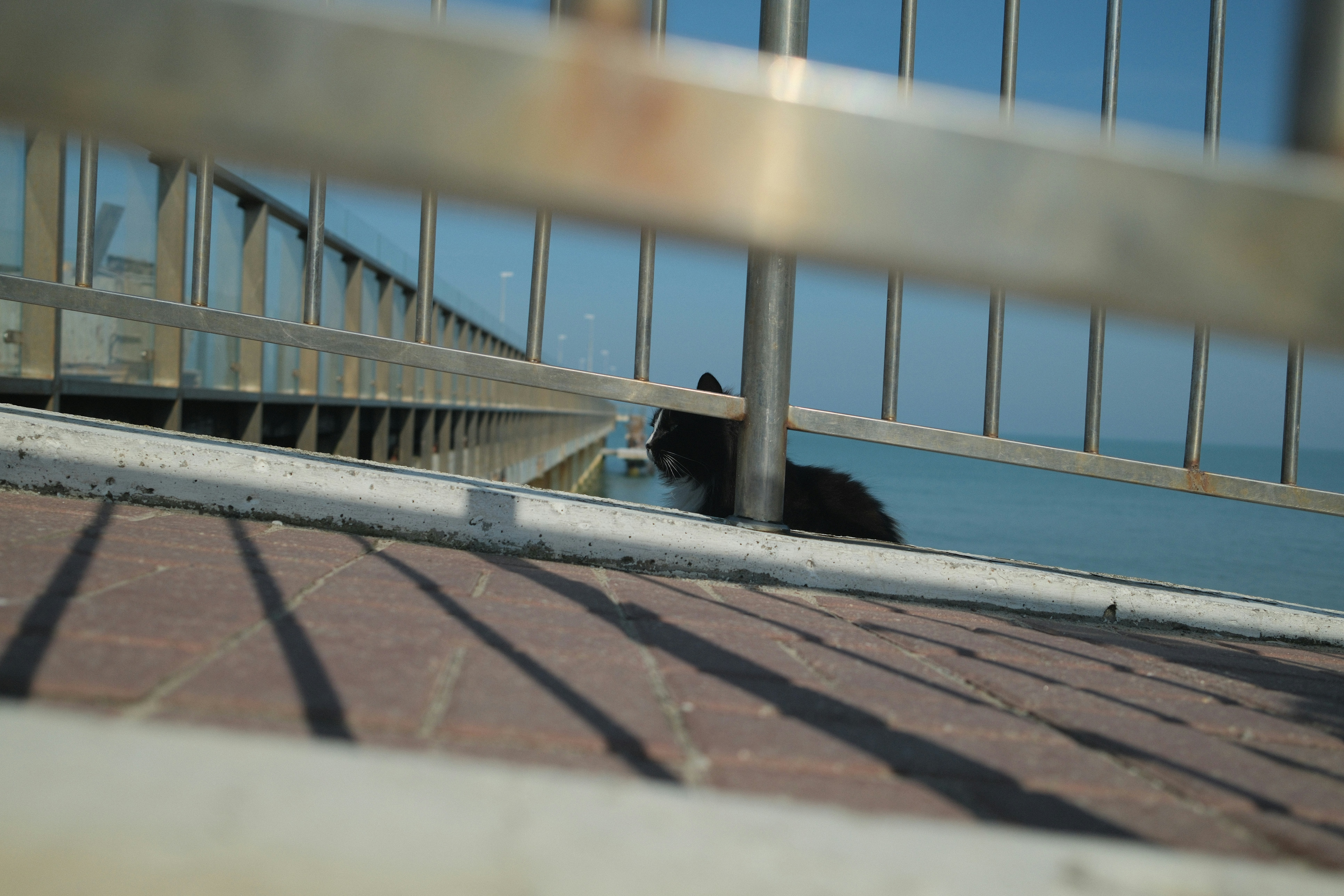 Harbor Cat at the Gap: A Quiet Peek Through the Rails