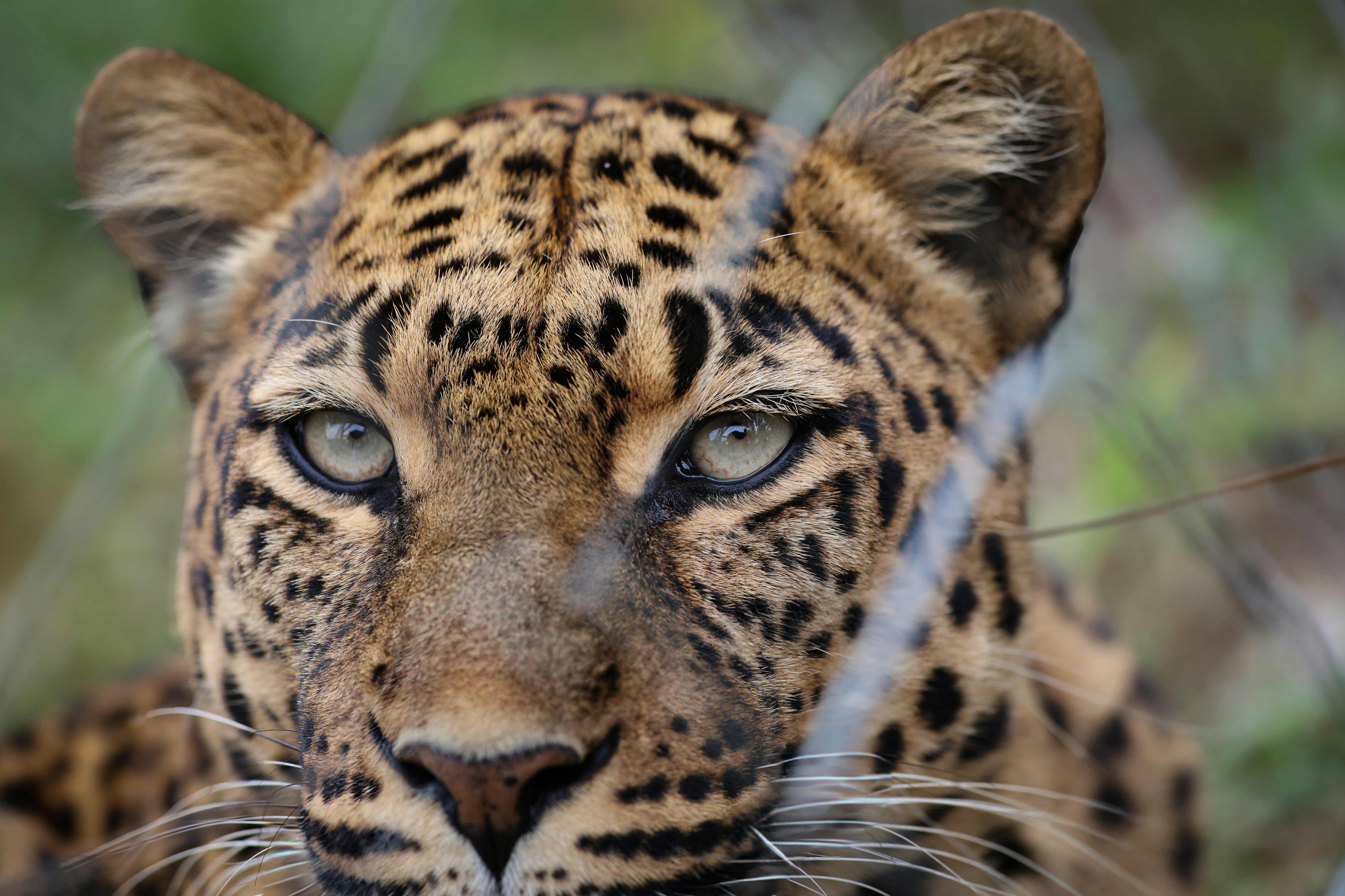 Close-Up of a Leopard's Gaze: A Candid Moment Behind the Fence