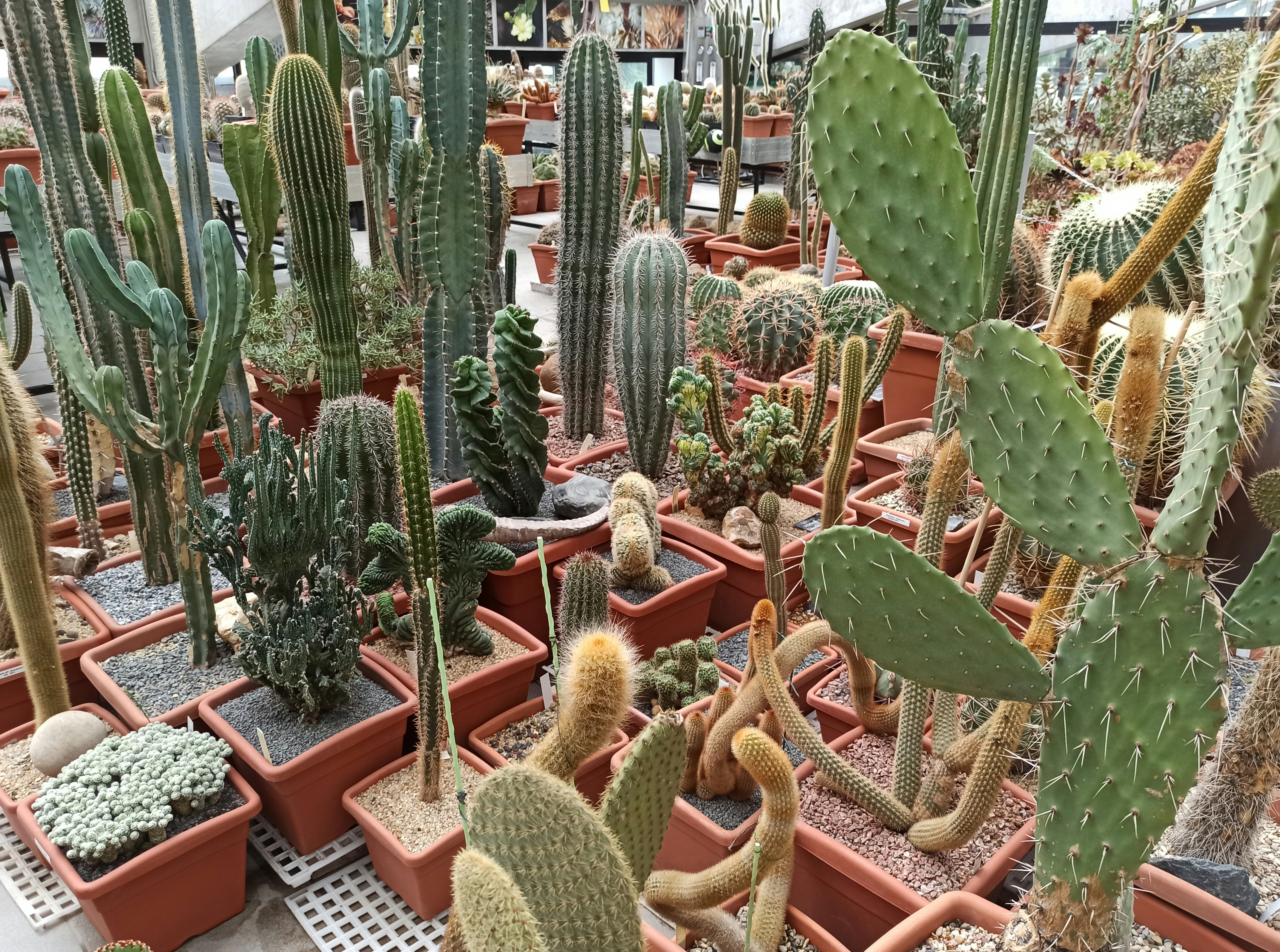 Cactus Cathedral: A Dense Forest of Potted Giants in a Greenhouse