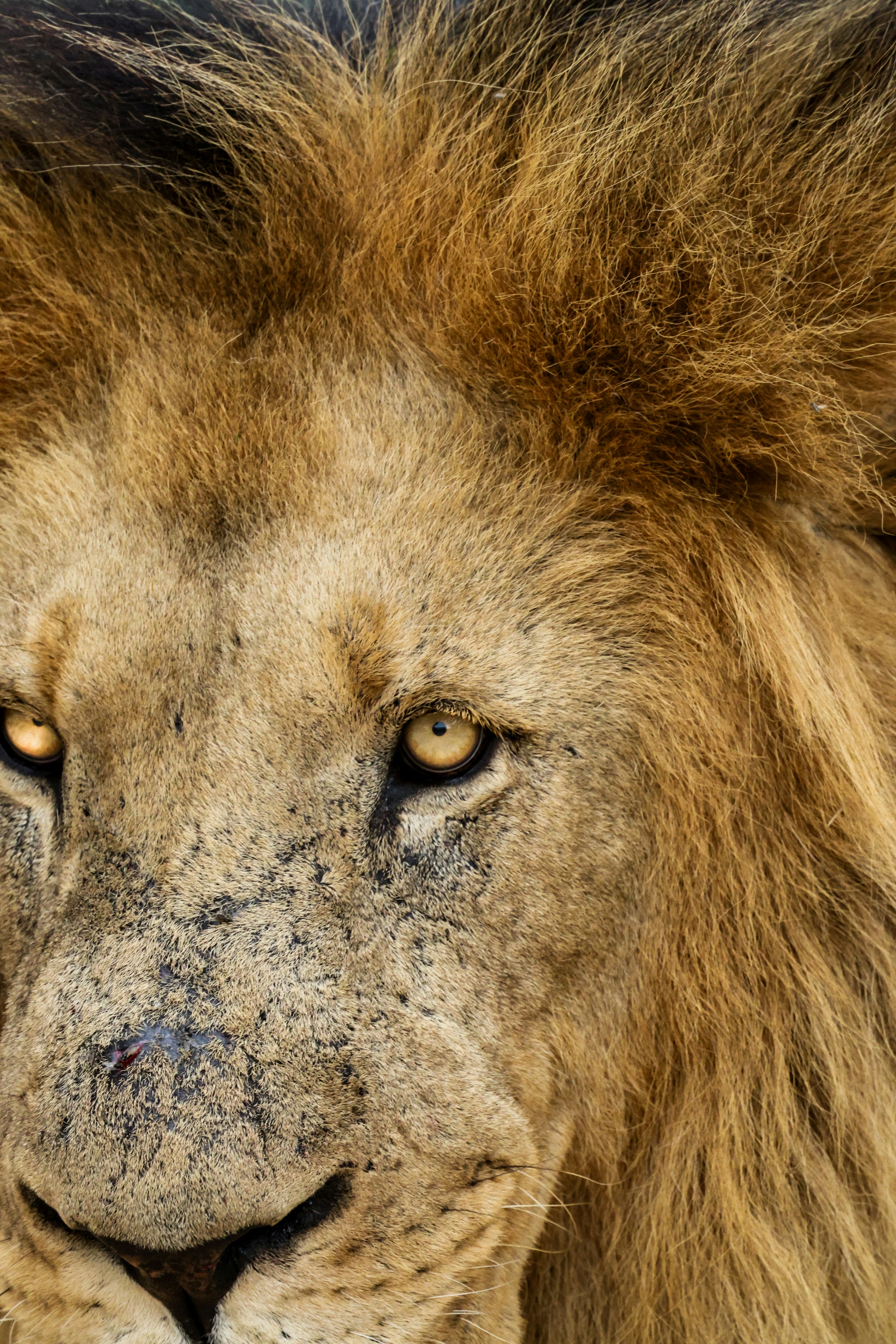 Amber Gaze: A Close-Up Portrait of the Lion's Sovereign Gaze