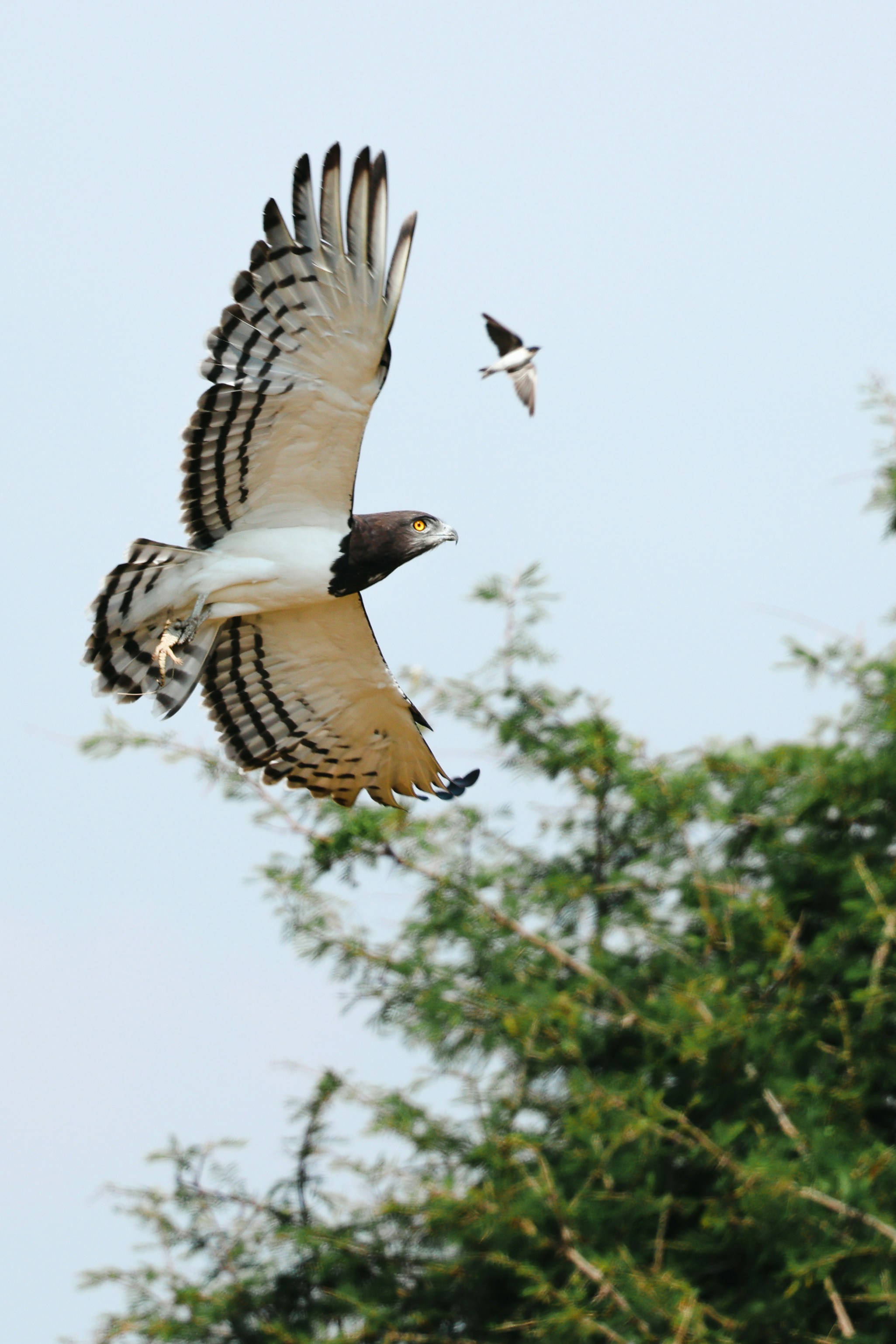 Checkerboard Wings Over Blue: A hawk glides above the treeline