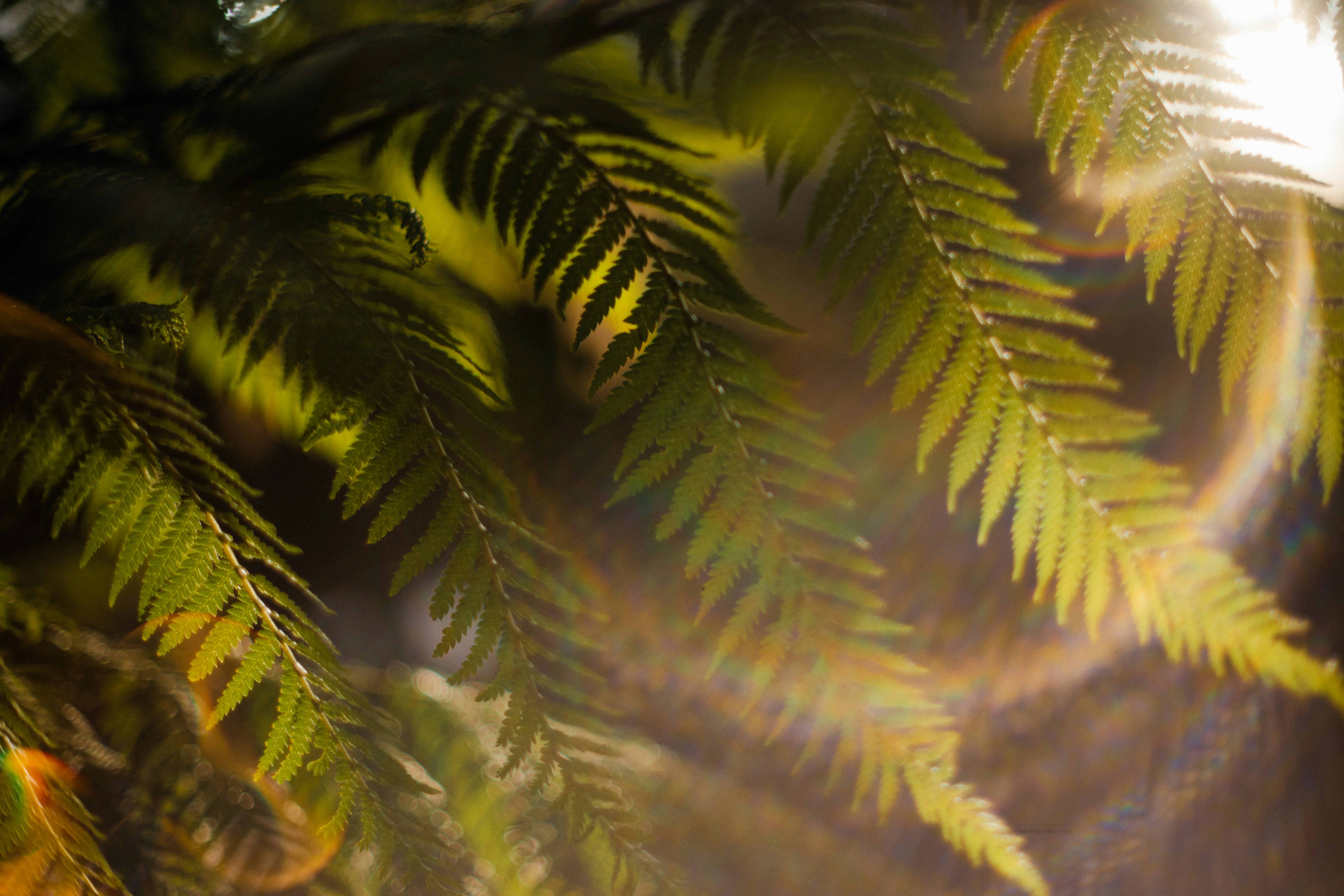 Fern fronds with light shining through them. photo – Free Plant Image ...