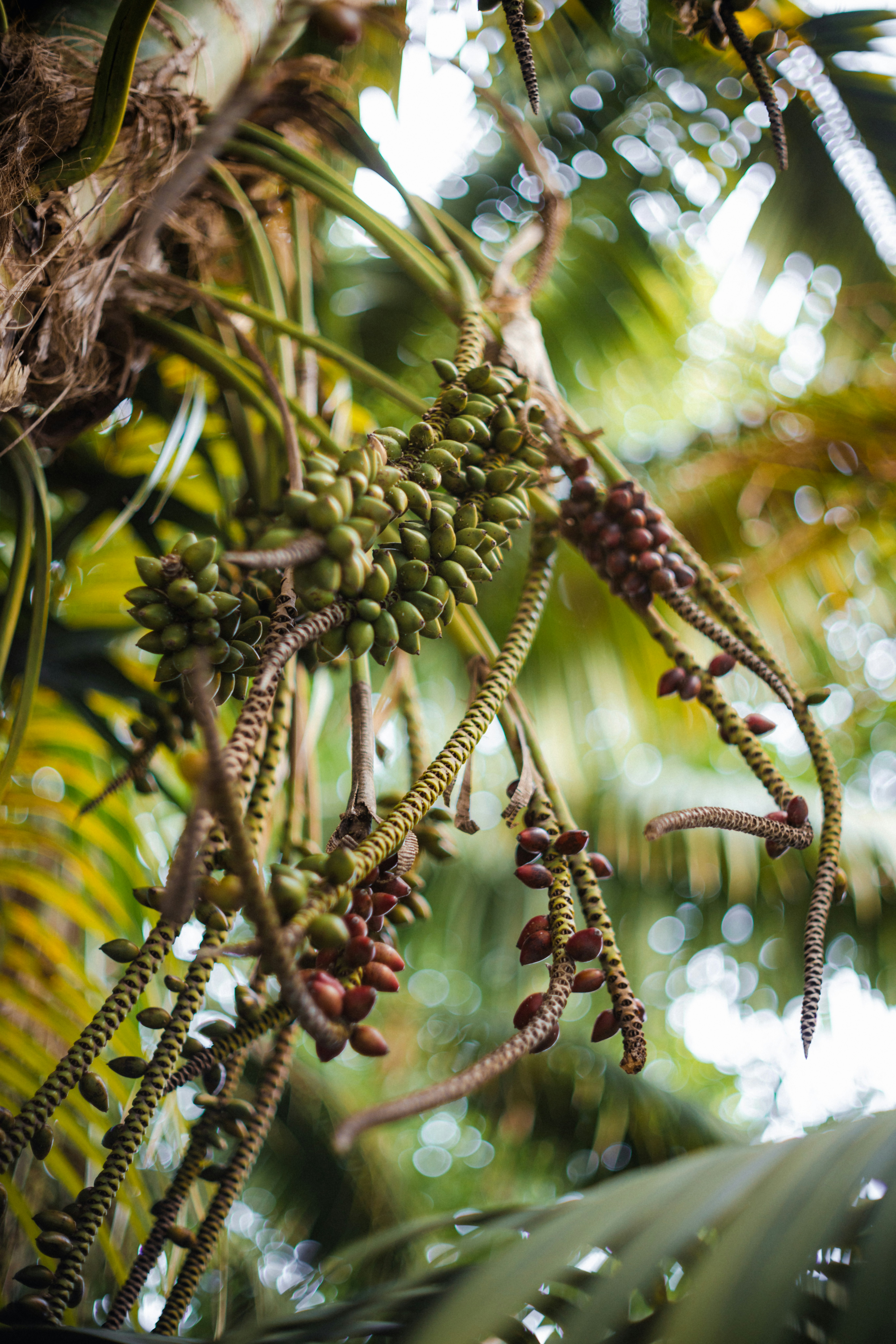 Palm tree with hanging clusters of seeds. photo – Free Food Image on ...