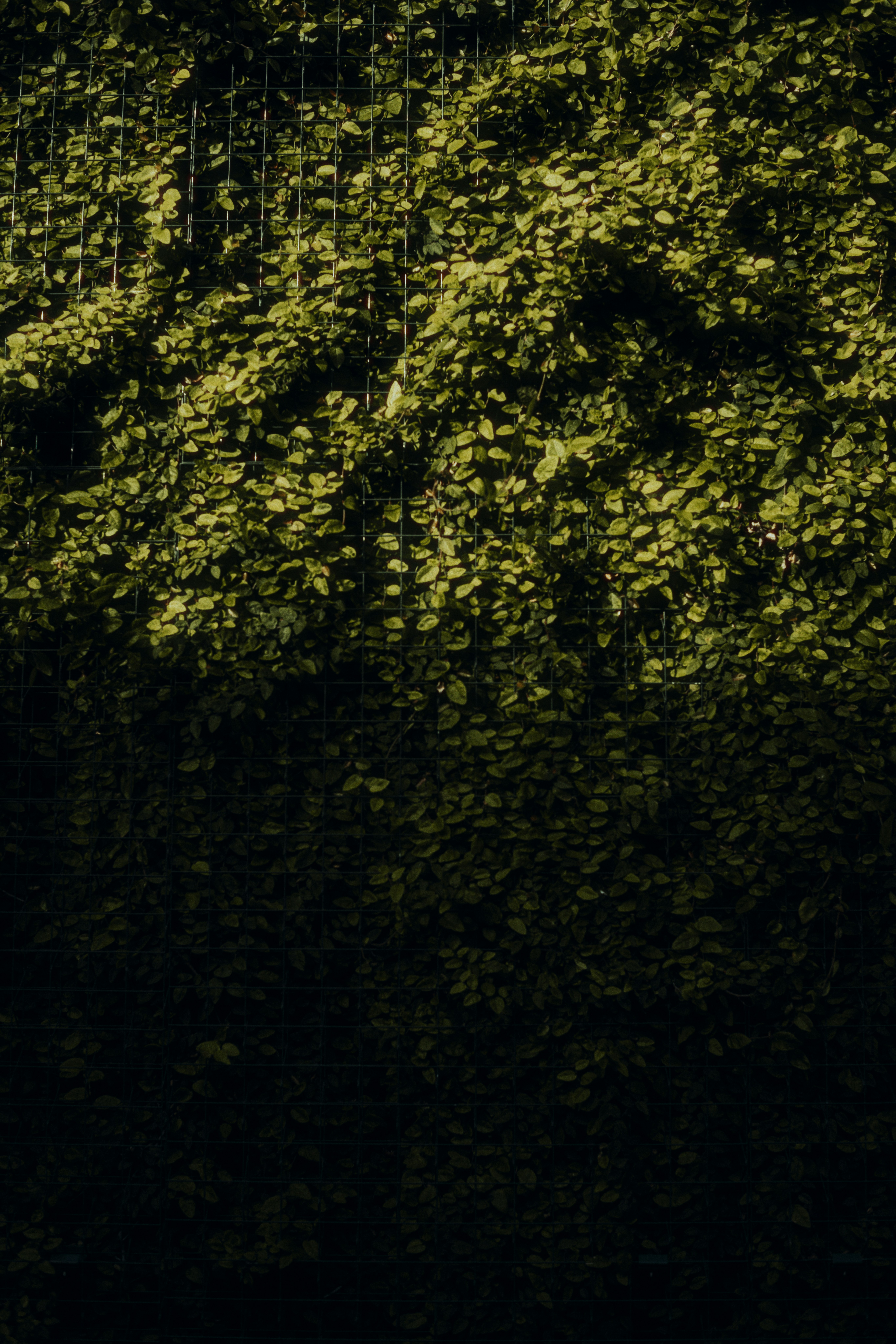 Vines cover a dark wall, lit by sunlight.