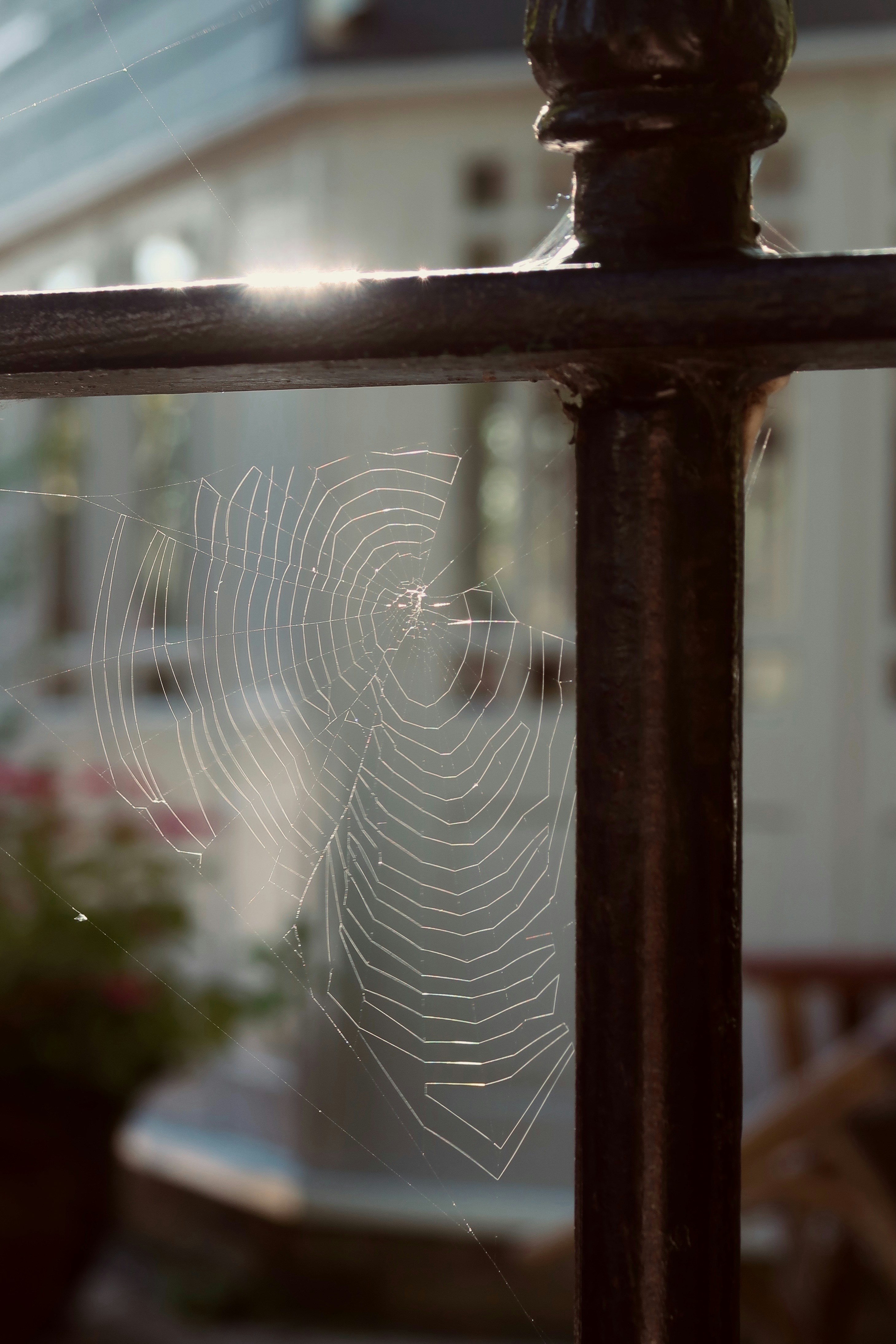 Threads of Light: Spider Web Framing a Weathered Railing