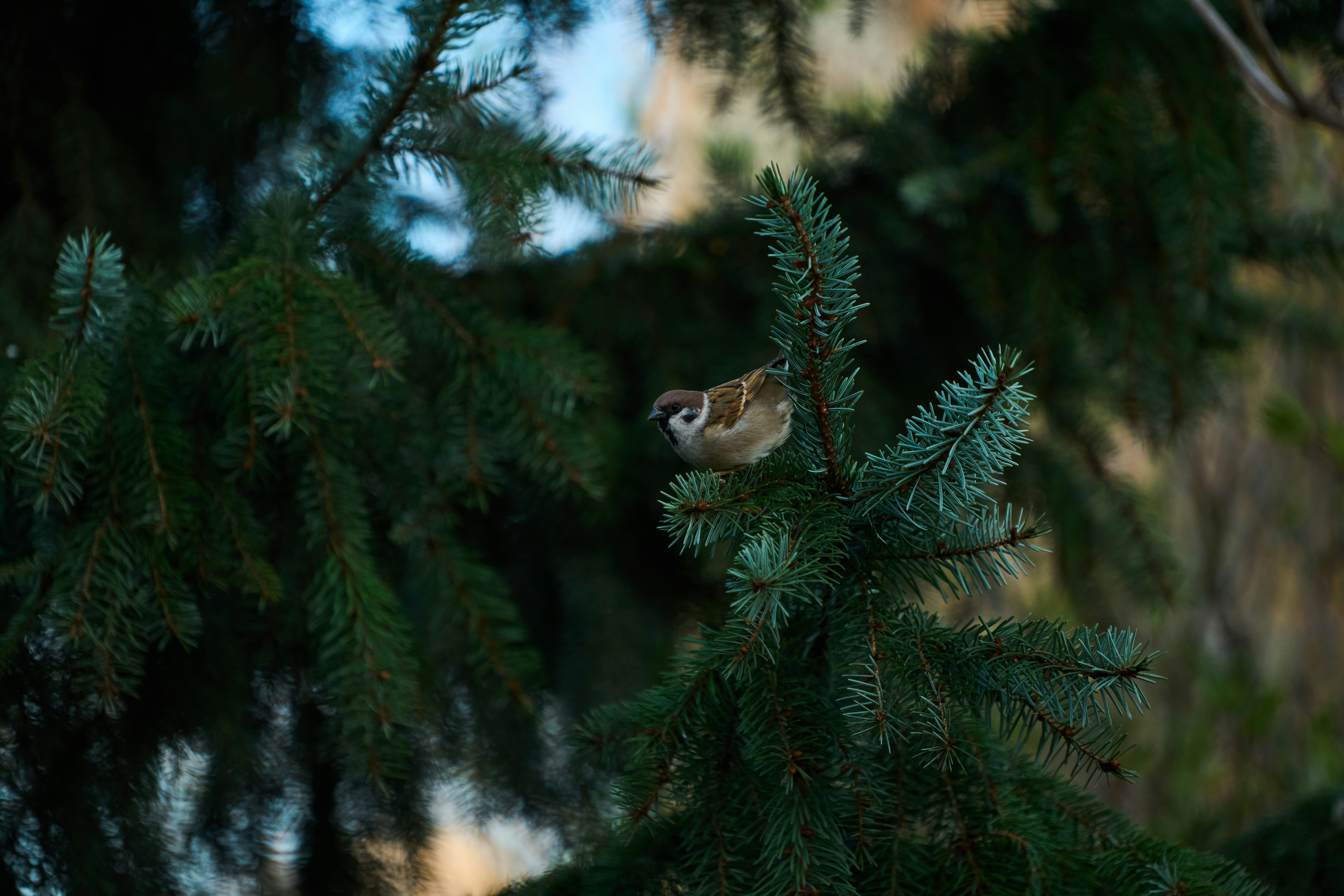A sparrow perches on a evergreen tree branch. photo – Free Animal Image ...